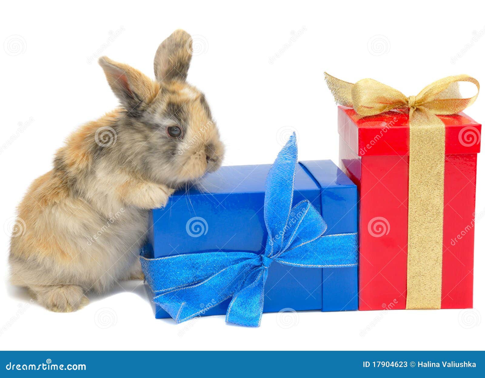 Little Rabbit Near the Boxes with Gifts Stock Image - Image of romantic ...