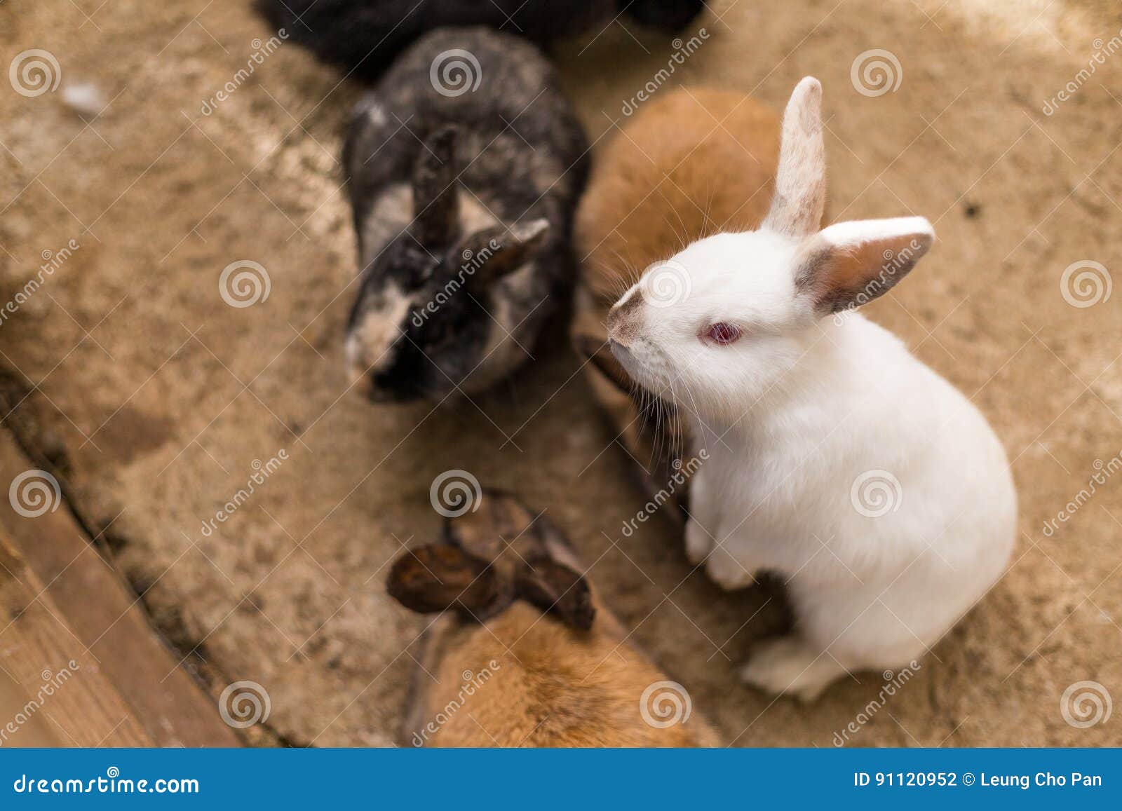 Little rabbit stock photo. Image of green, domestic, wildlife - 91120952