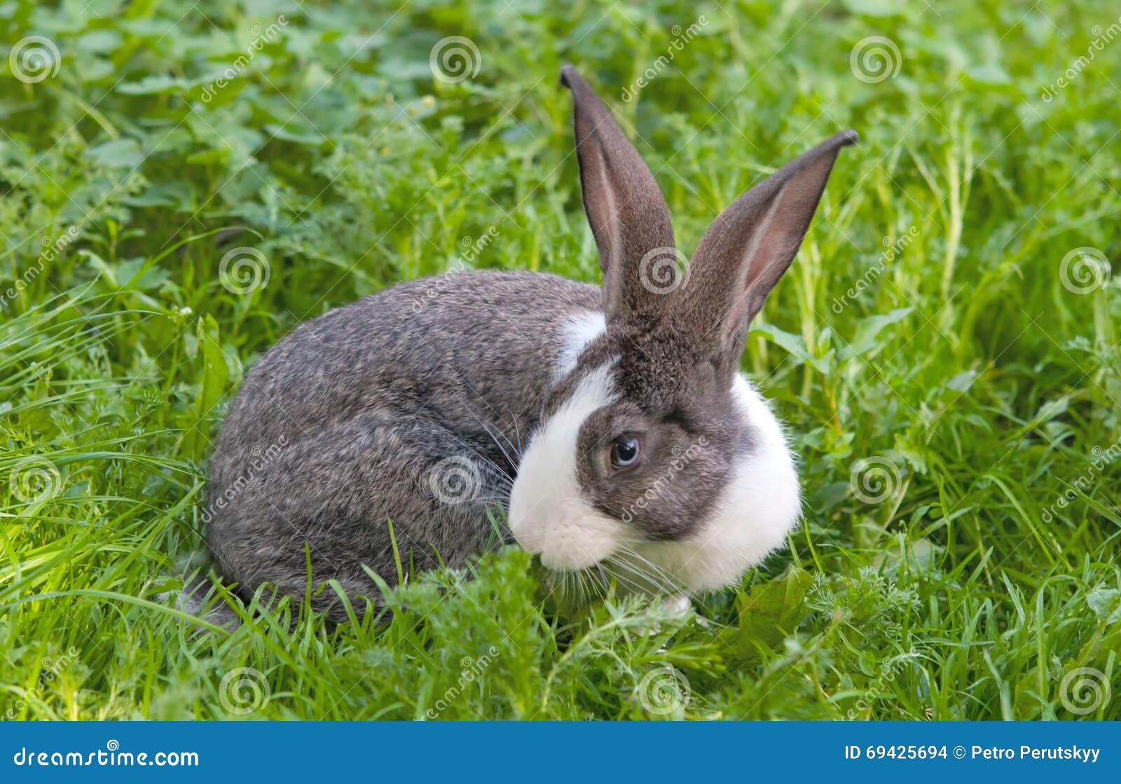 Little rabbit stock photo. Image of full, brown, watching - 69425694