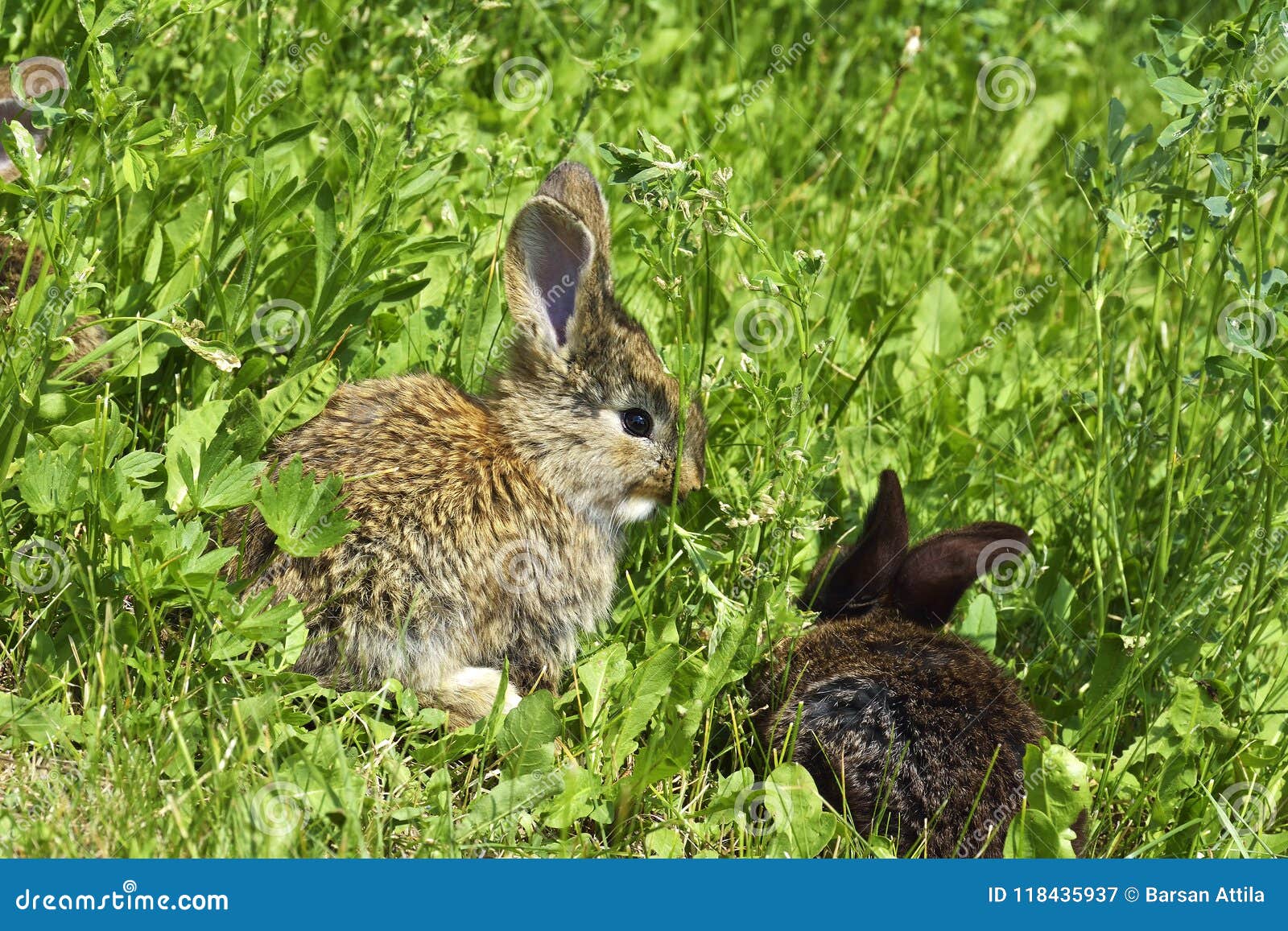 The Little Rabbit is on a Pasture Stock Image - Image of rabbit ...