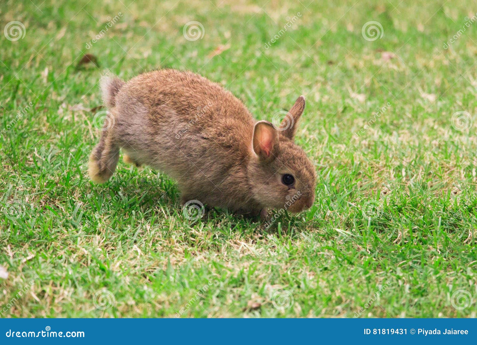 Little rabbit running stock image. Image of little, jump - 81819431