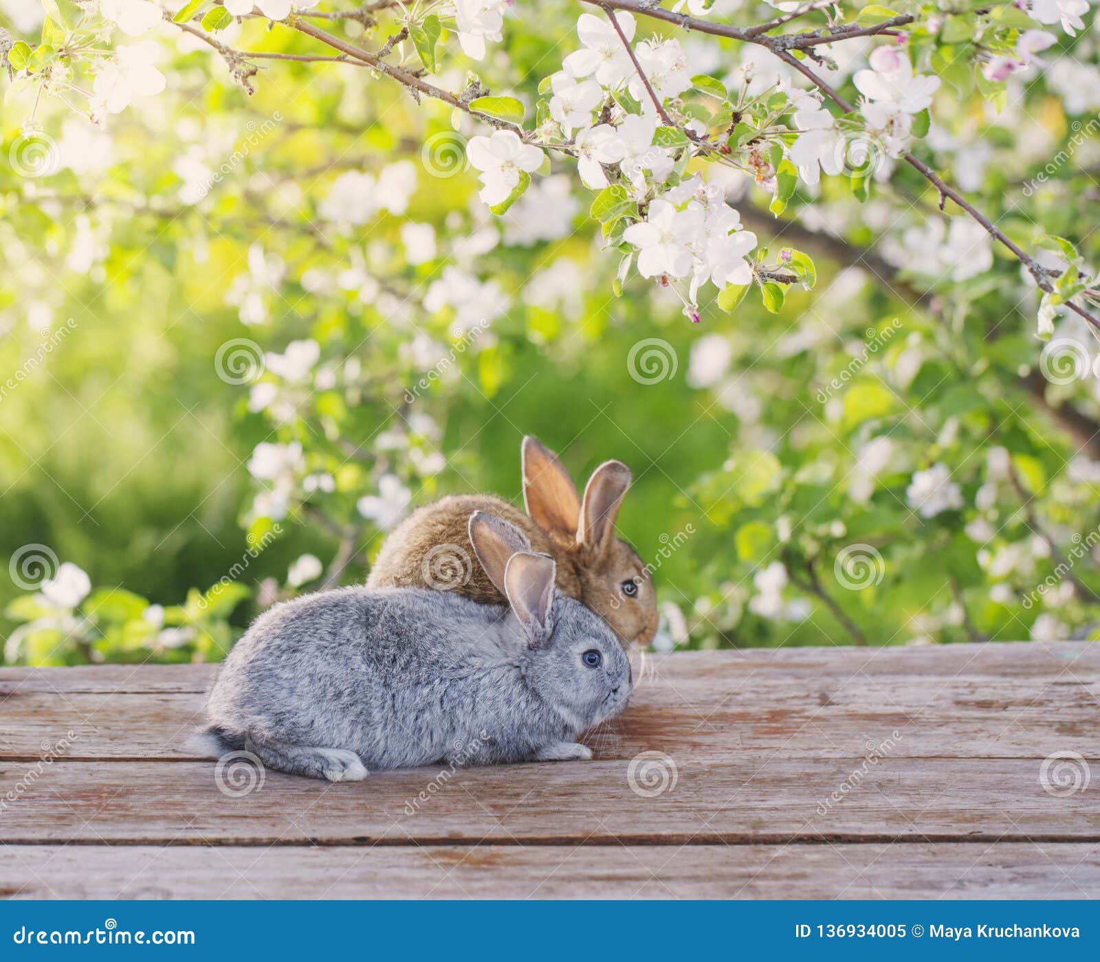 Little Rabbit in Spring Orchard Stock Image - Image of adorable, cute ...