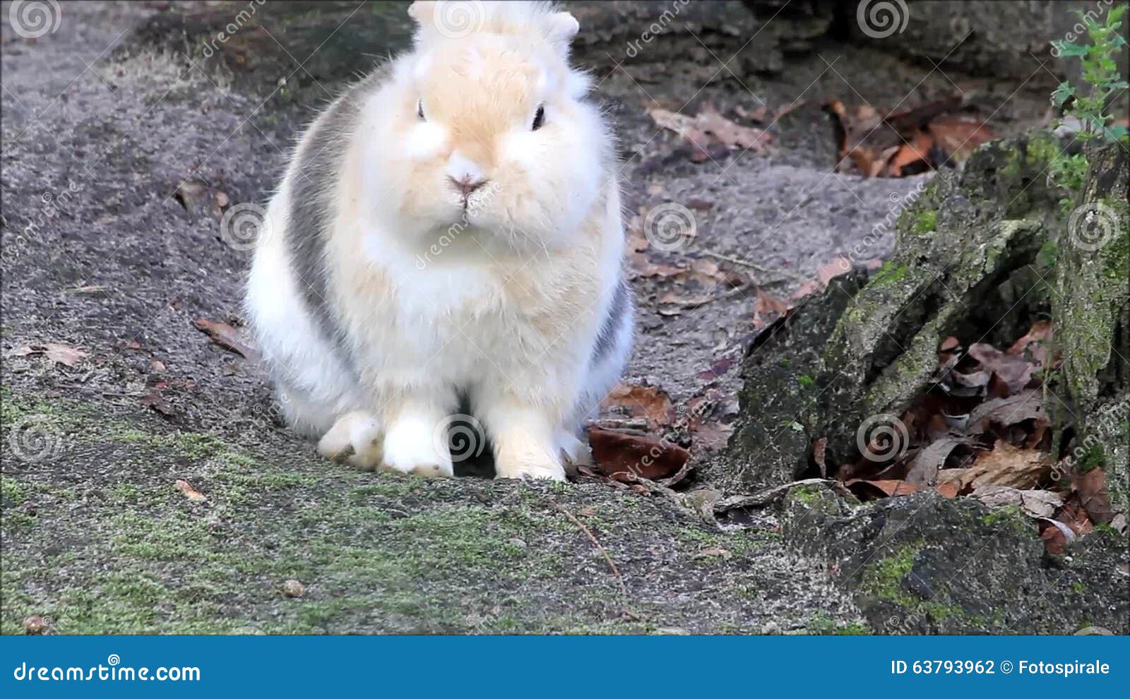 Little Sweet Rabbit Stock Footage & Videos - 615 Stock Videos