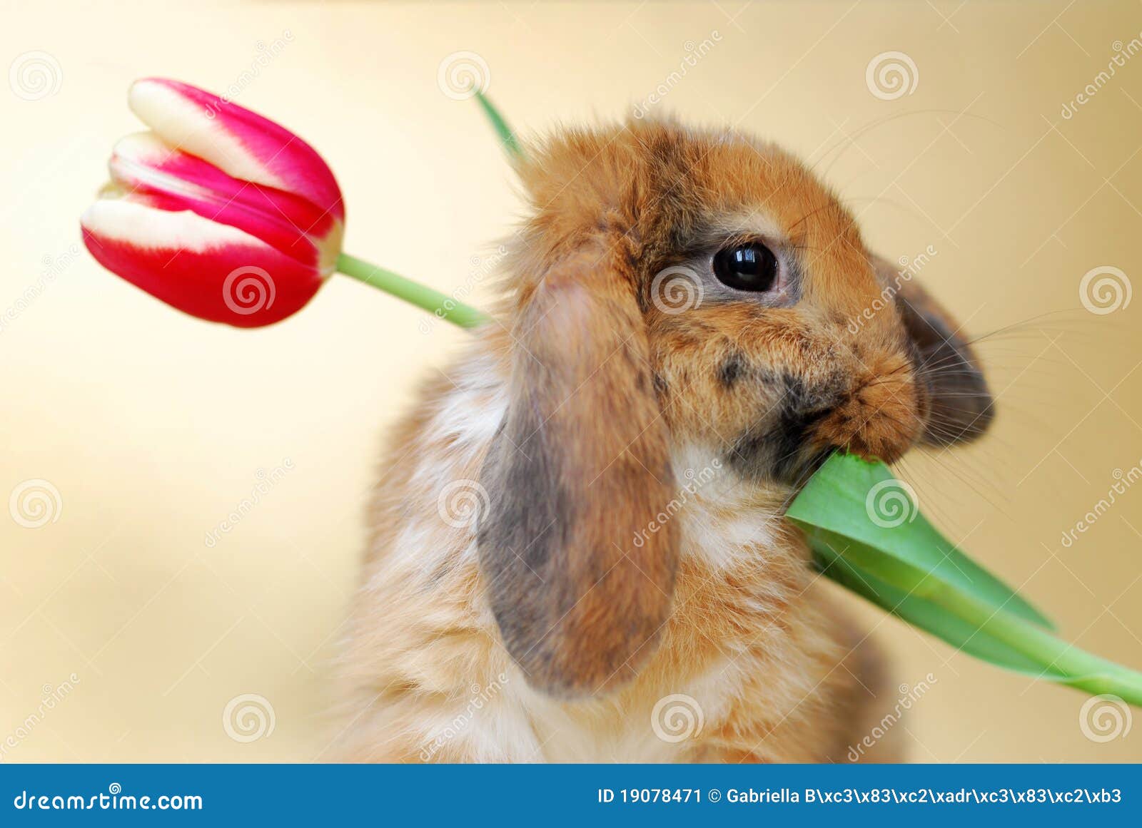 Little rabbit with tulips stock image. Image of cute - 19078471