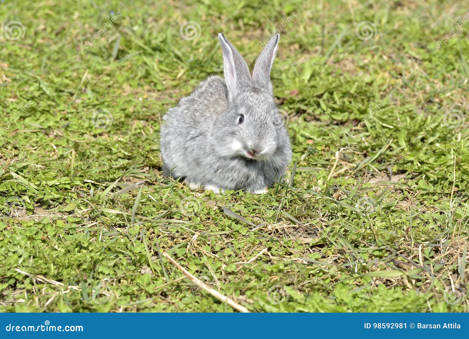 The Little Rabbits Sitting Outdoors in Spring Stock Image - Image of ...