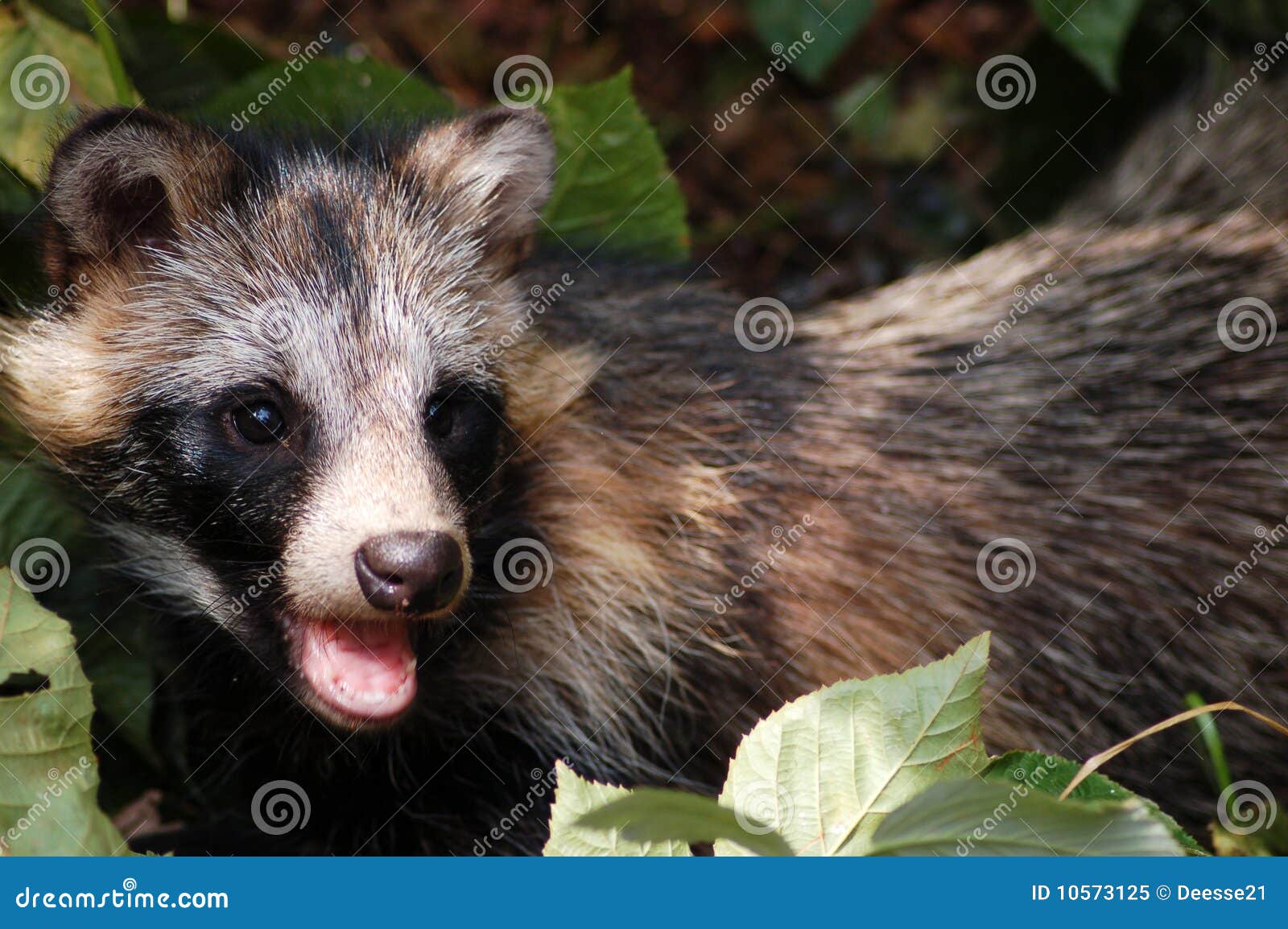 Little Raccoon stock image. Image of mammal, coon, raccoon - 10573125