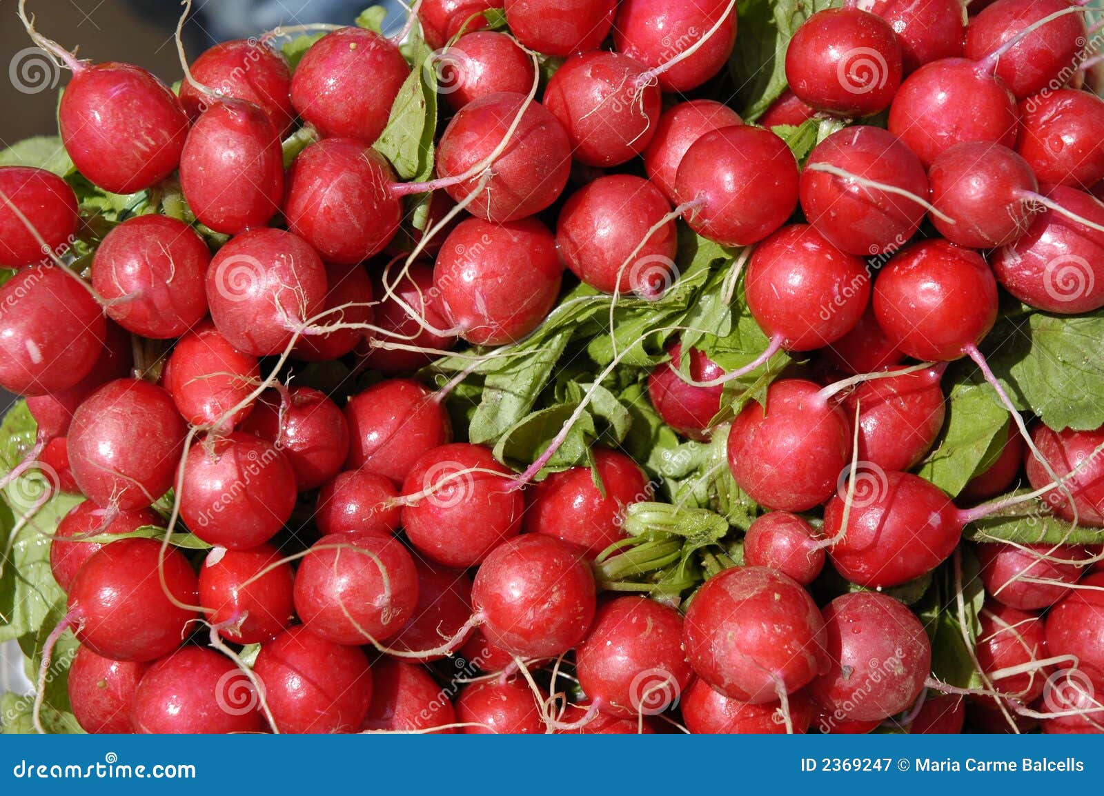Little Radishes at the Market Stock Image - Image of plant, pill: 2369247