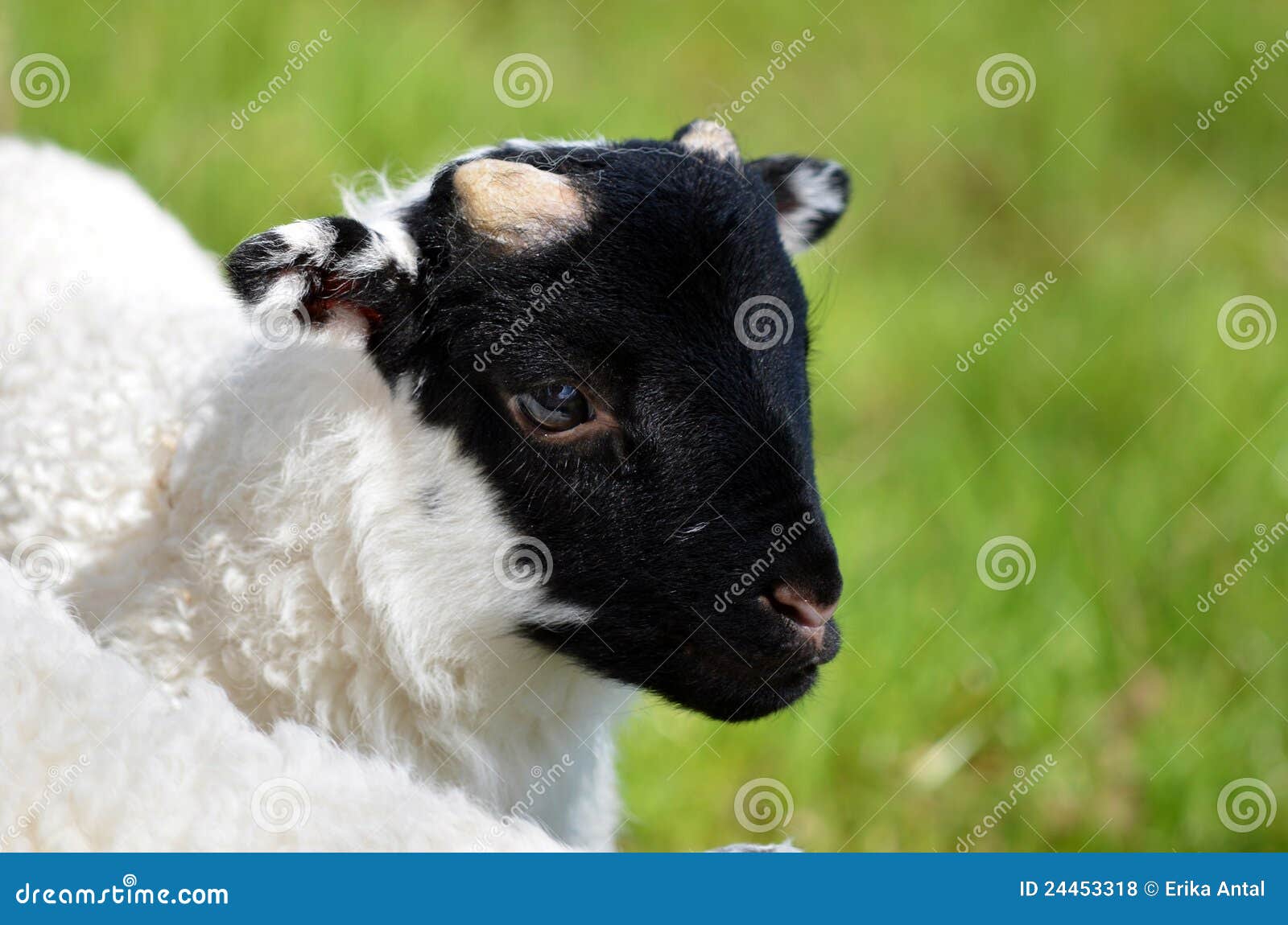 Little ram stock photo. Image of spotted, black, scotland - 24453318
