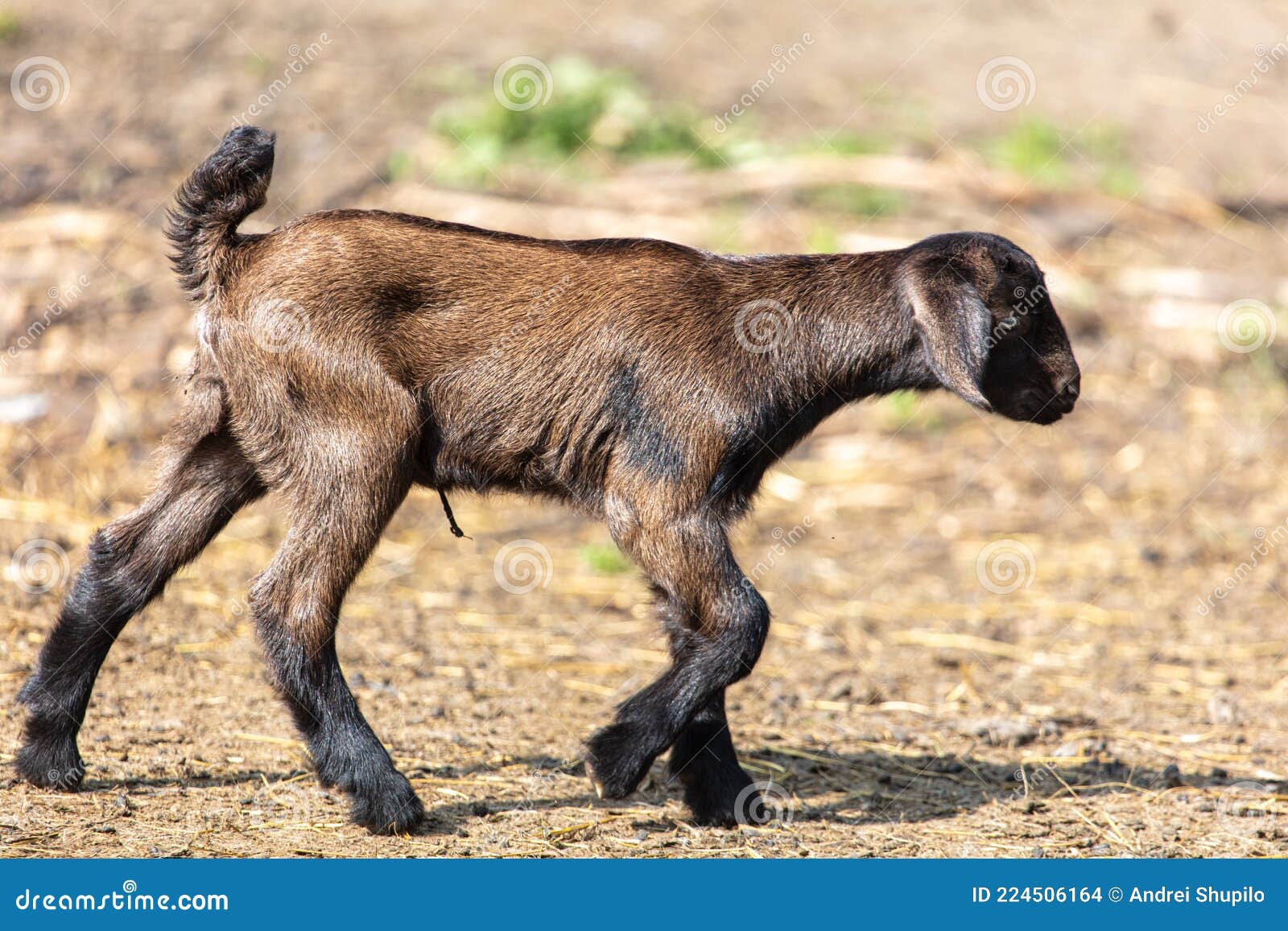 Little ram on the farm. stock photo. Image of little - 224506164