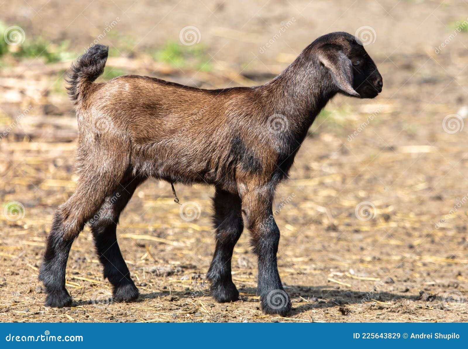 Little ram on the farm. stock image. Image of nature - 225643829