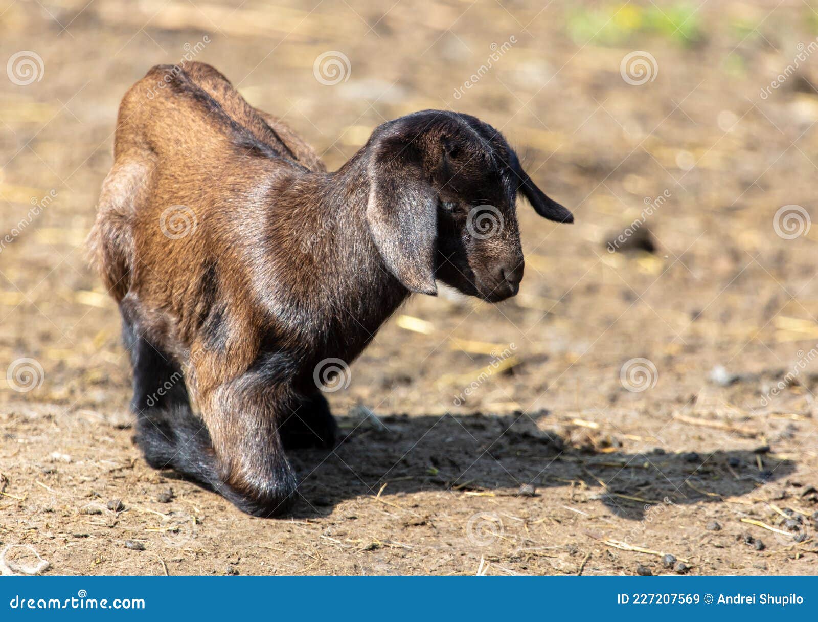 Little ram on the farm. stock image. Image of livestock - 227207569