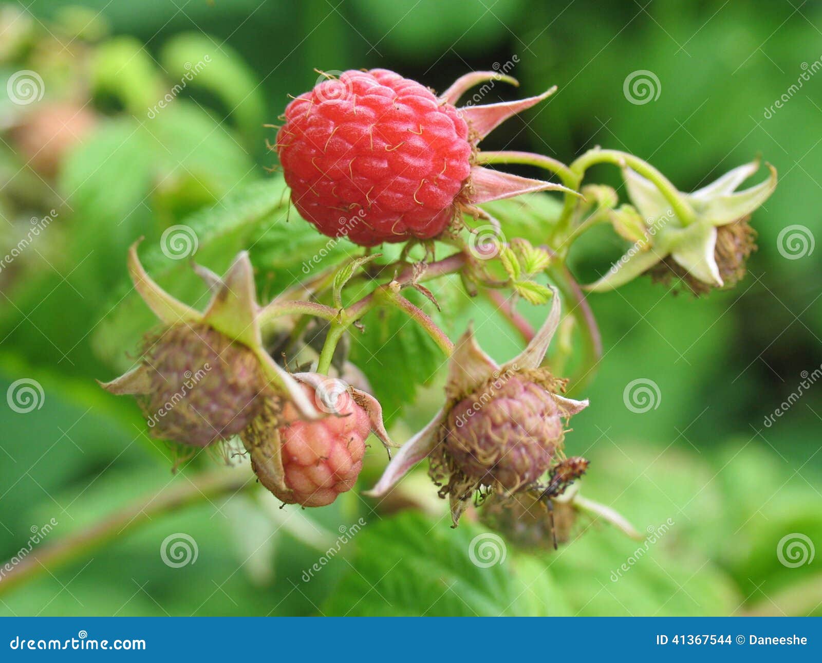 A little raspberry stock photo. Image of herb, tasty - 41367544