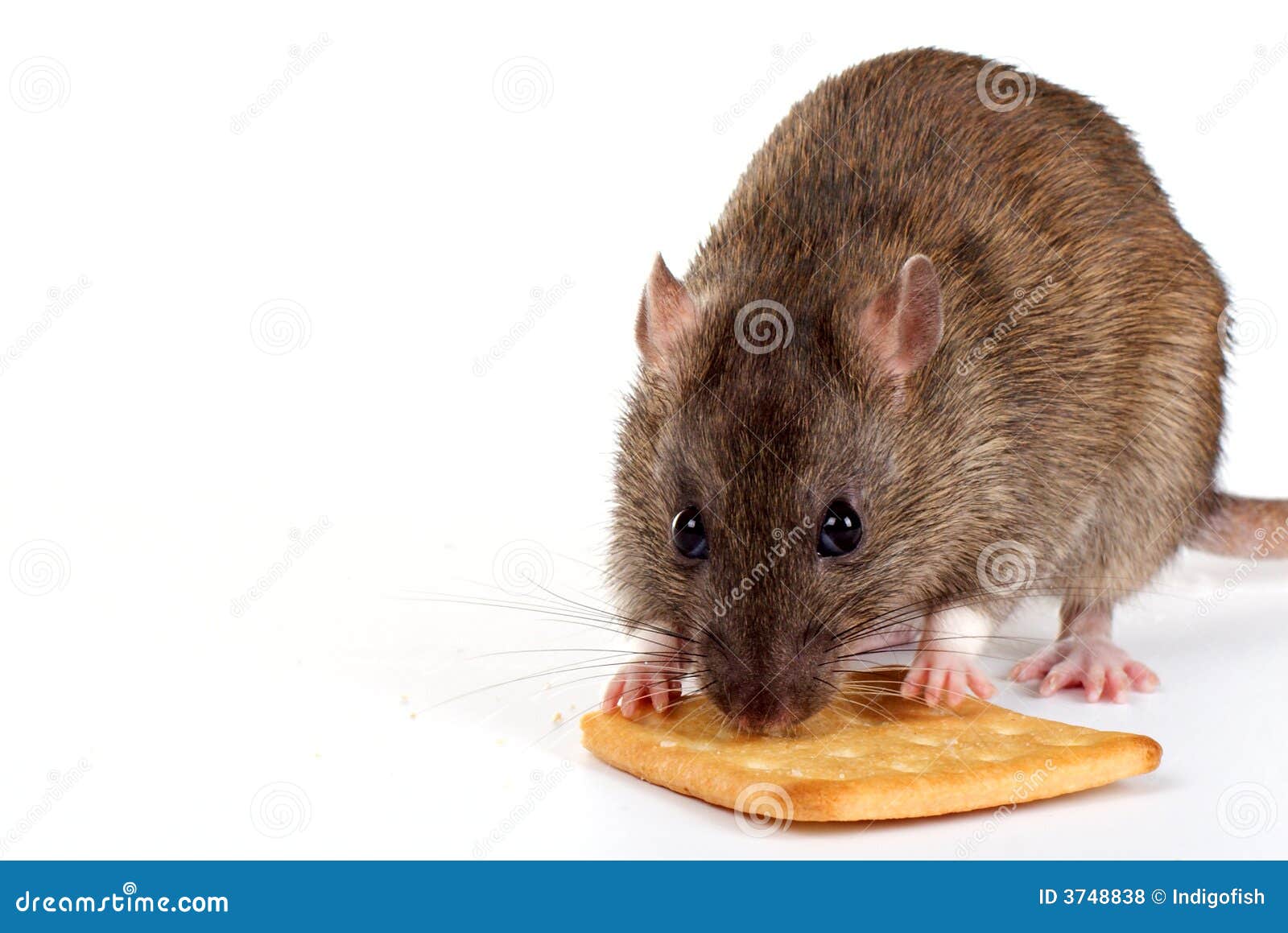 Little rat stock photo. Image of portrait, stray, white - 3748838