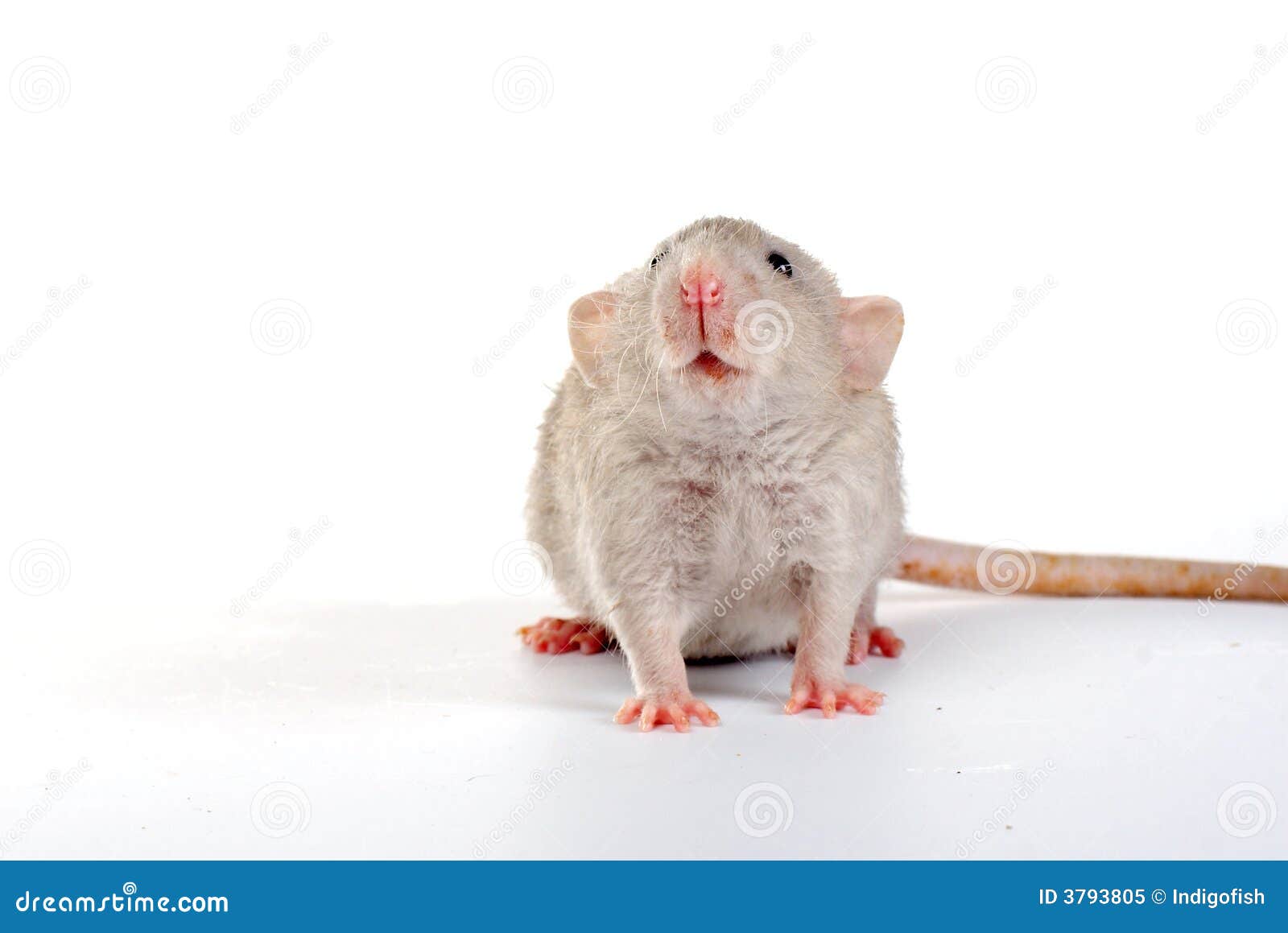Little rat stock image. Image of domestic, cute, whisker - 3793805