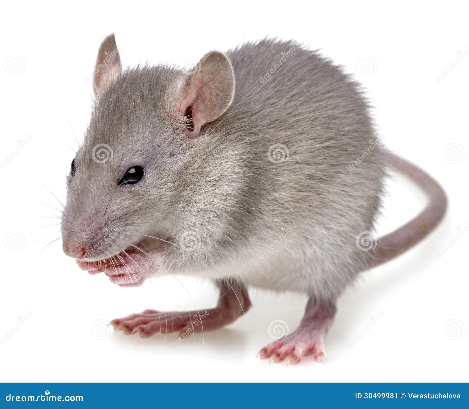 A little rat stock image. Image of pollution, cute, mammal - 30499981