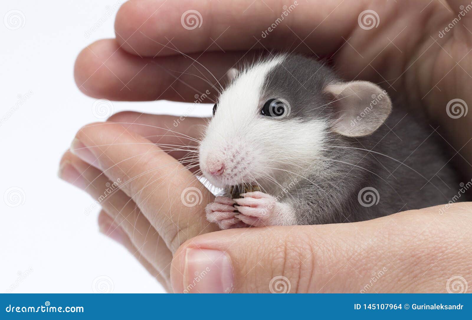 Rat Hand Stock Photos - Download 2,382 Royalty Free Photos