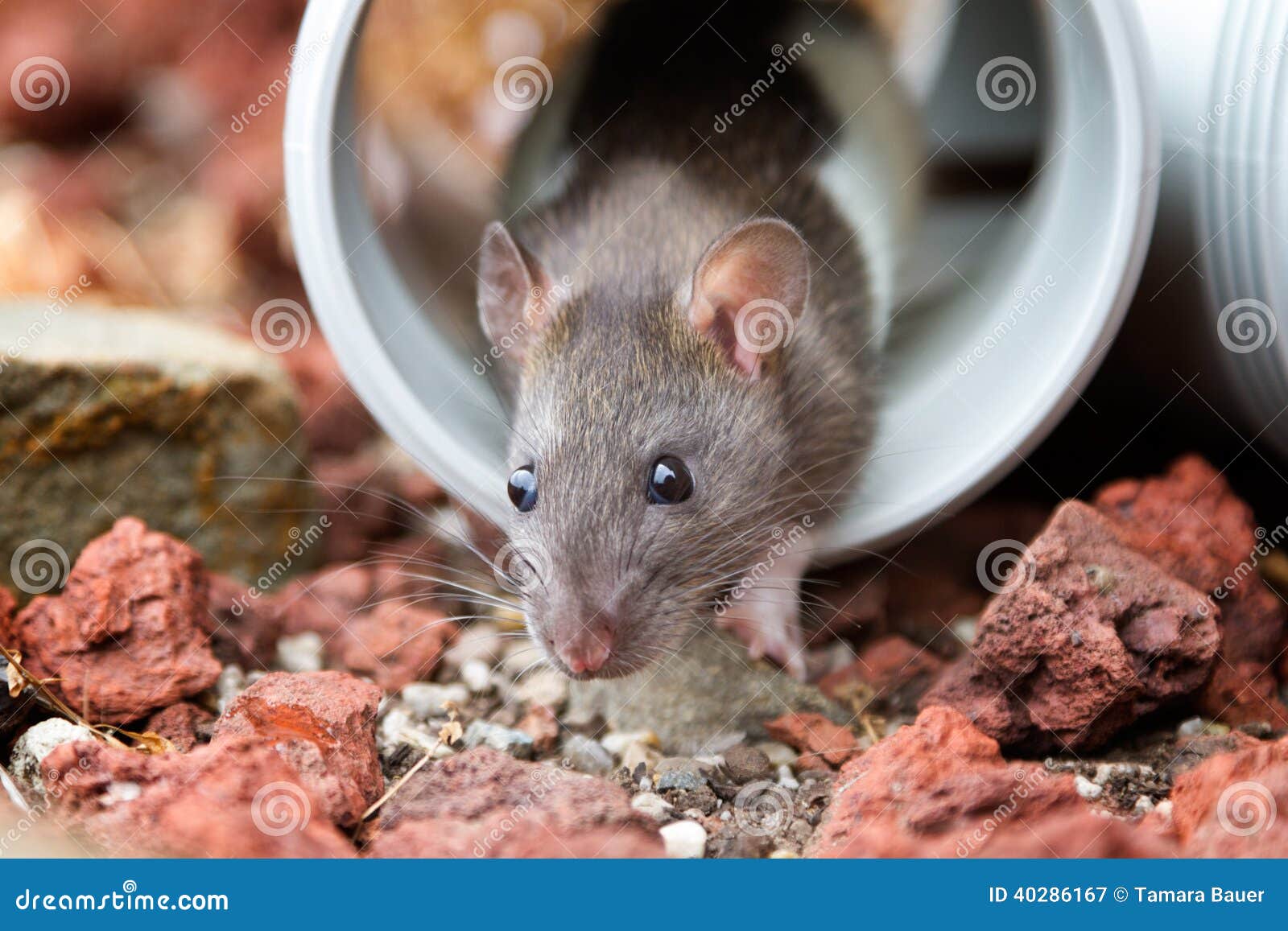 Little Rat Peeking from Pipe Stock Image - Image of cute, timid: 40286167