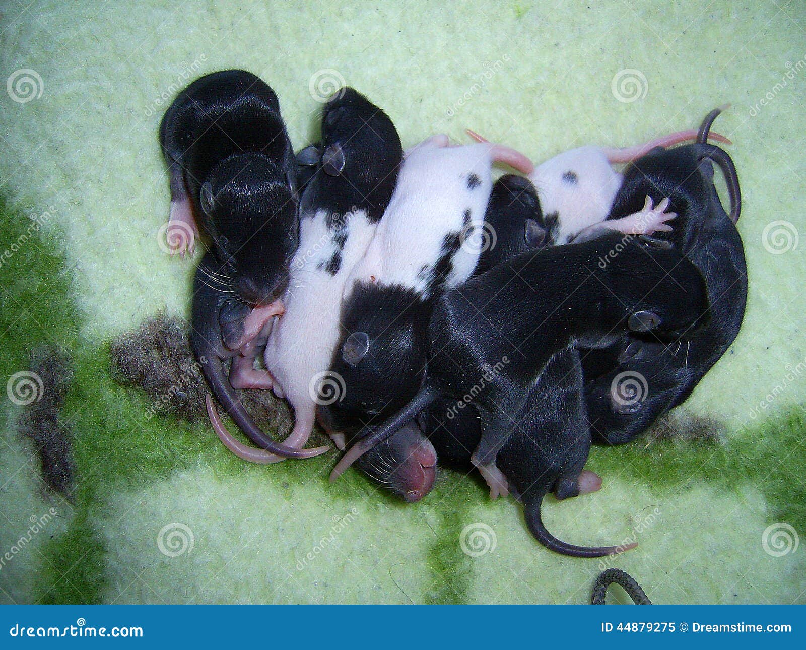 Little rat stock image. Image of rats, chen, cuccio, little - 44879275