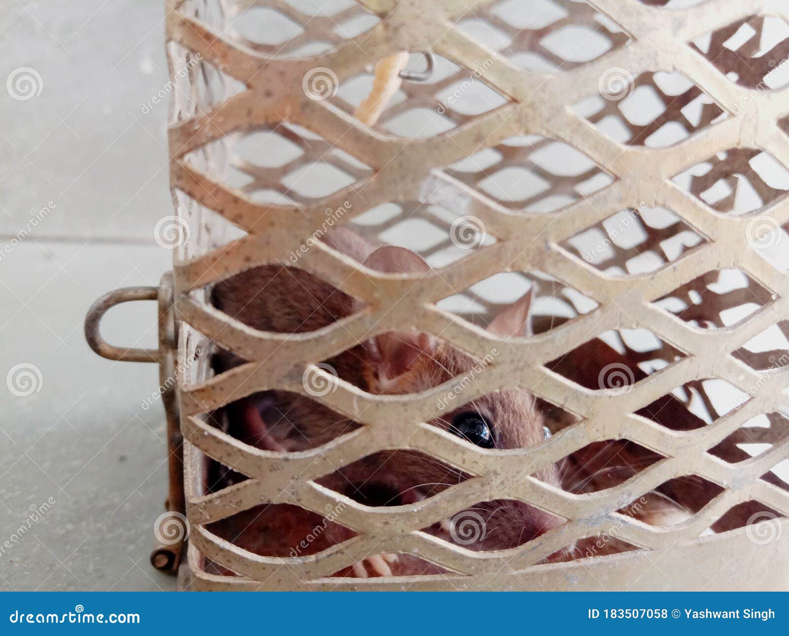 A Little Rat Trapped into a Cage Stock Photo - Image of trapped, mouse ...