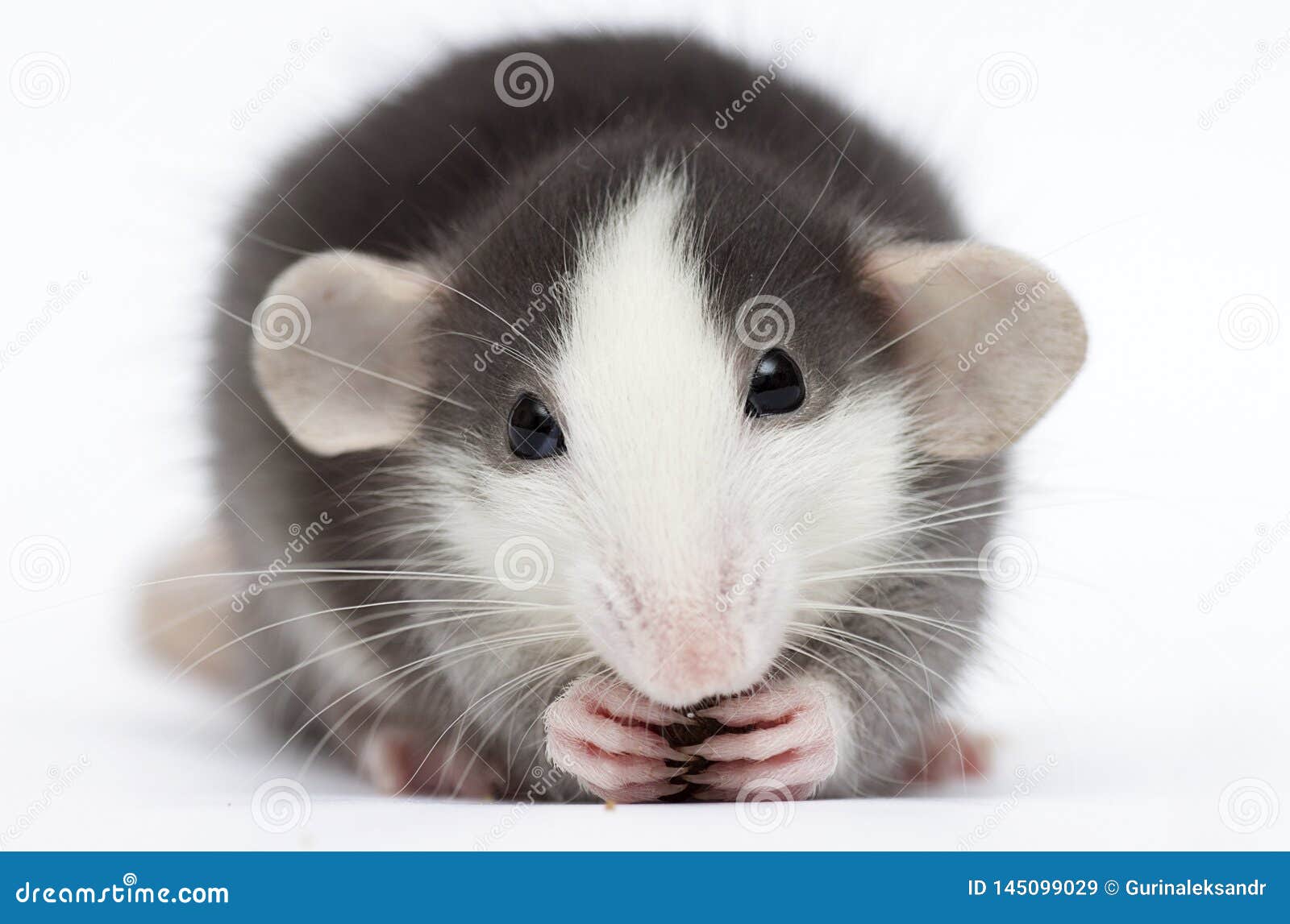 Rat on a white background stock image. Image of nose - 145099029