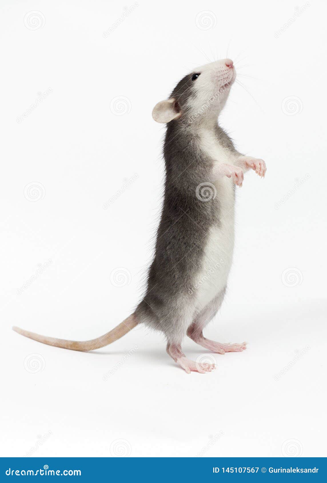 Rat on a white background stock image. Image of decorative - 145107567