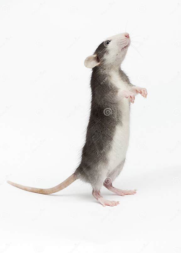 Rat on a white background stock image. Image of decorative - 145107567