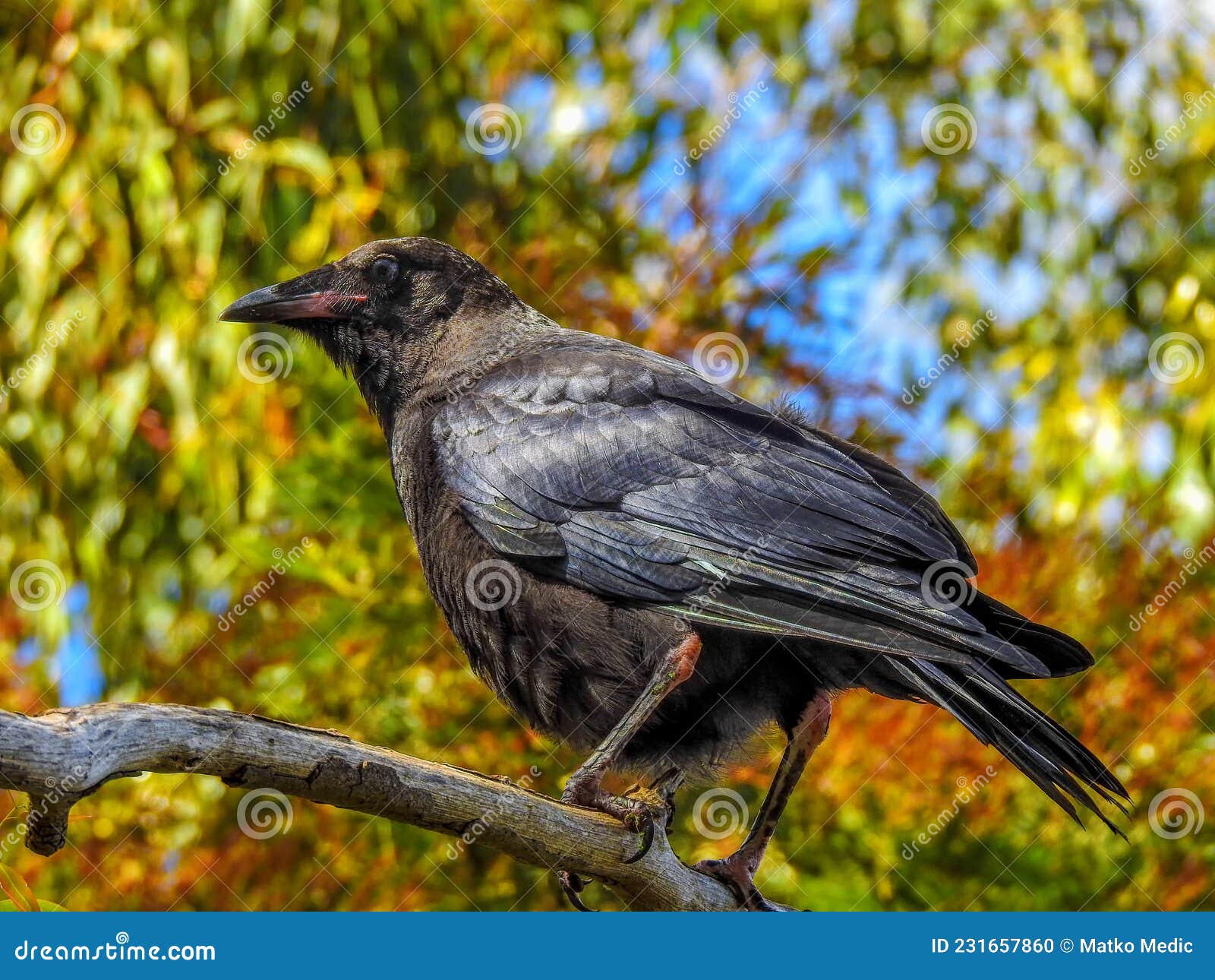 Australian Forest Raven in the Tree Stock Photo - Image of australia ...