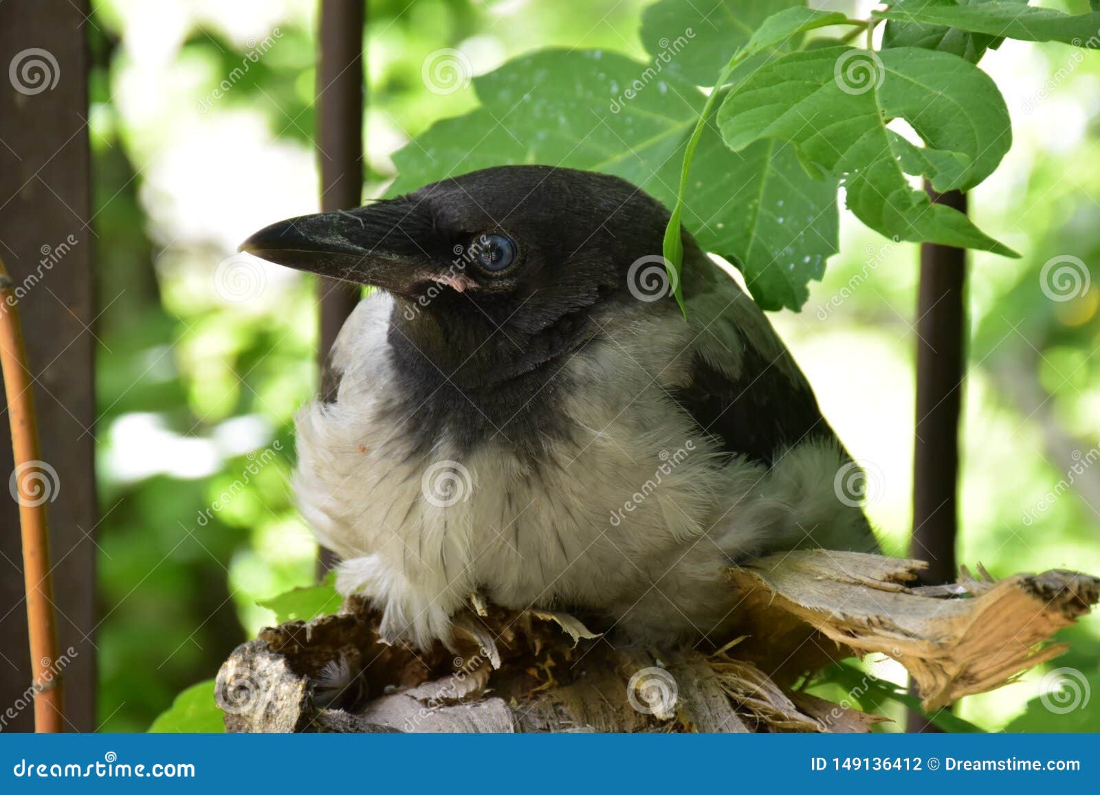 Little Raven in the tree. stock photo. Image of beauty - 149136412