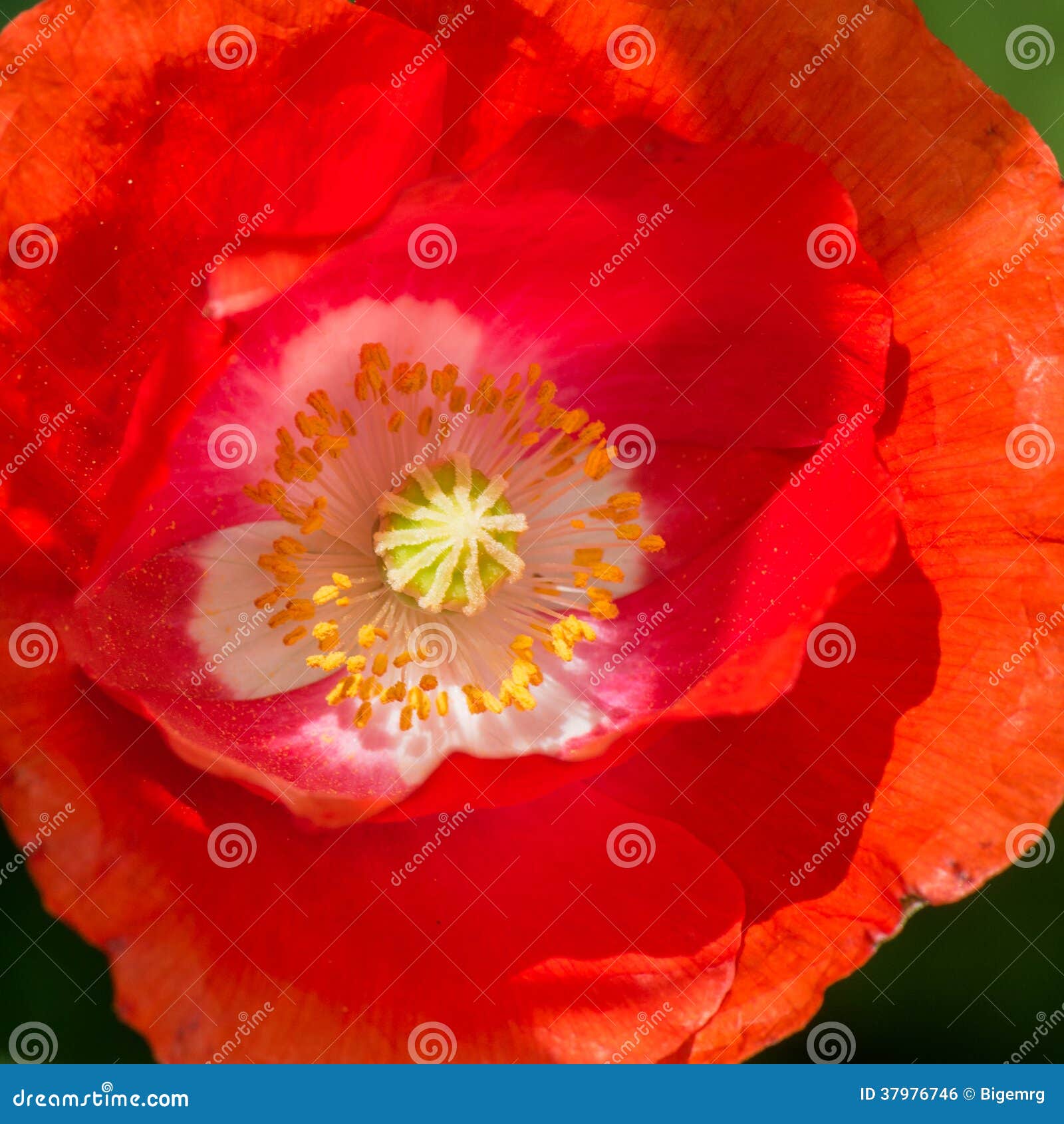 Little Red stock photo. Image of nature, petal, poppy - 37976746