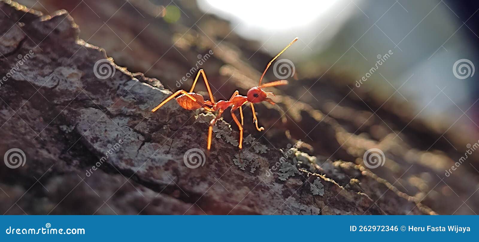 Little Red ant stock photo. Image of bark, little, blur - 262972346