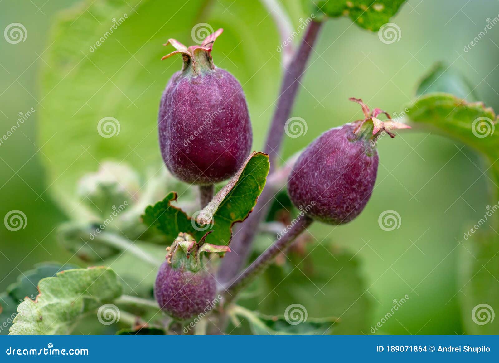 Little Red Apples in the Garden Stock Photo - Image of outdoor, macro ...