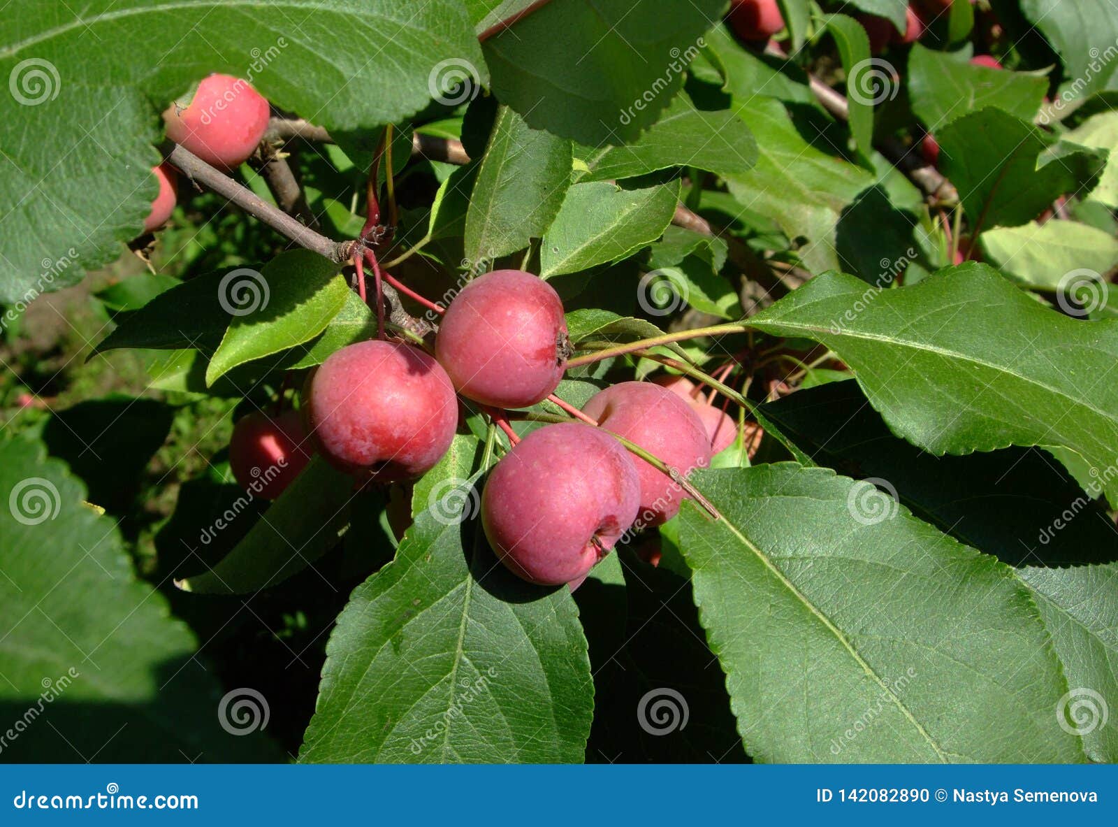 Little Red Apples Grow on Branch among Leaves Stock Photo - Image of ...