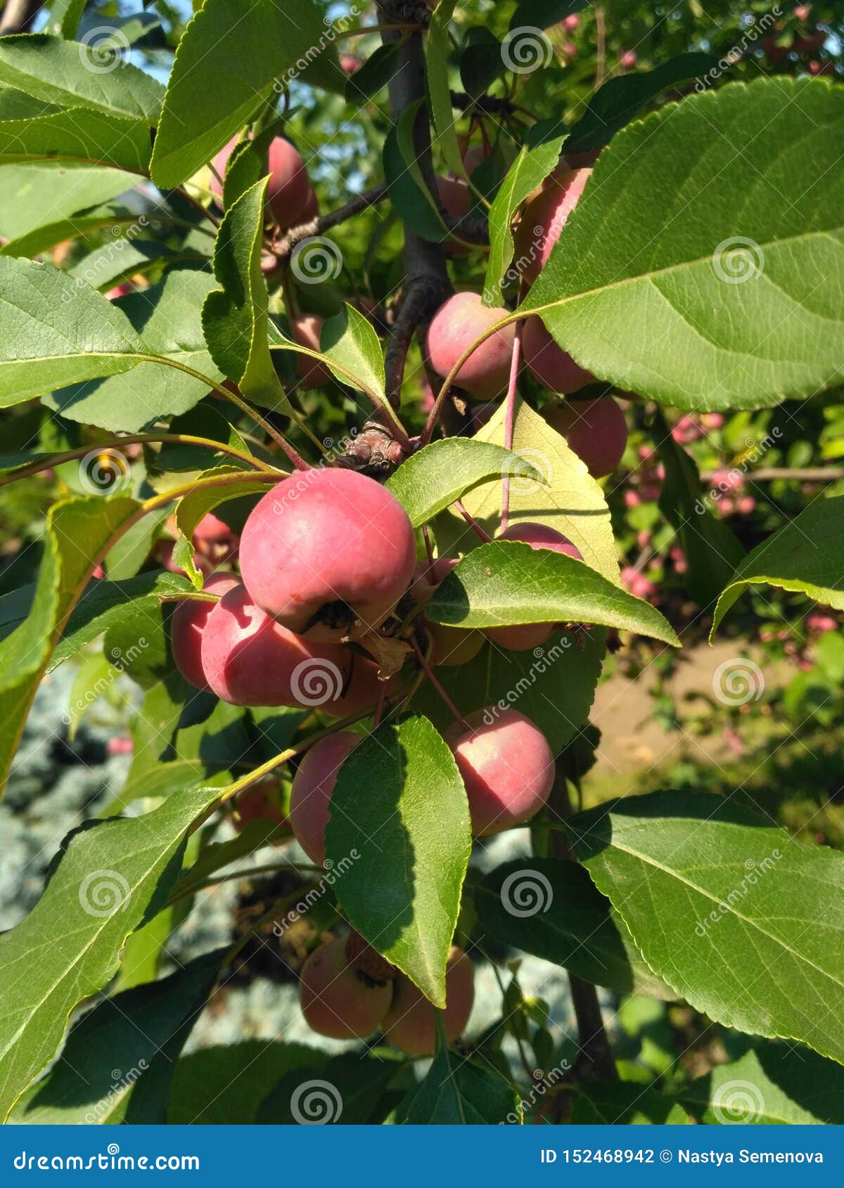 Little Red Apples Grow on Branch among Leaves Stock Photo - Image of ...