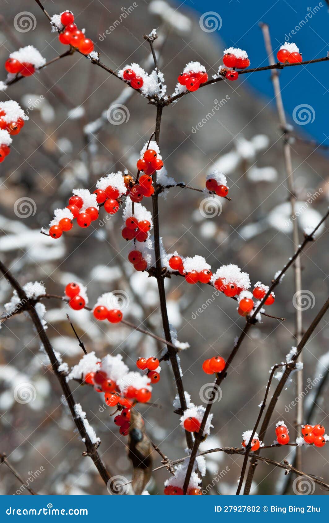 Little red berried stock photo. Image of agriculture - 27927802