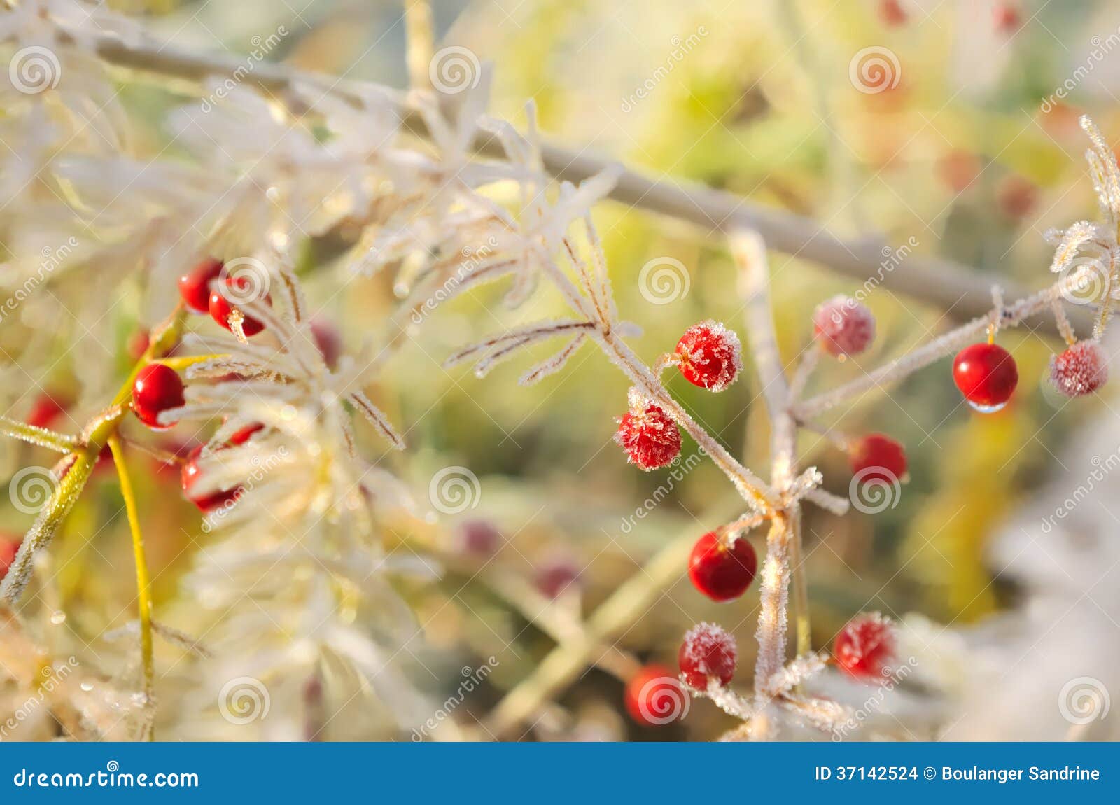 Little red berries stock photo. Image of stem, foliage - 37142524