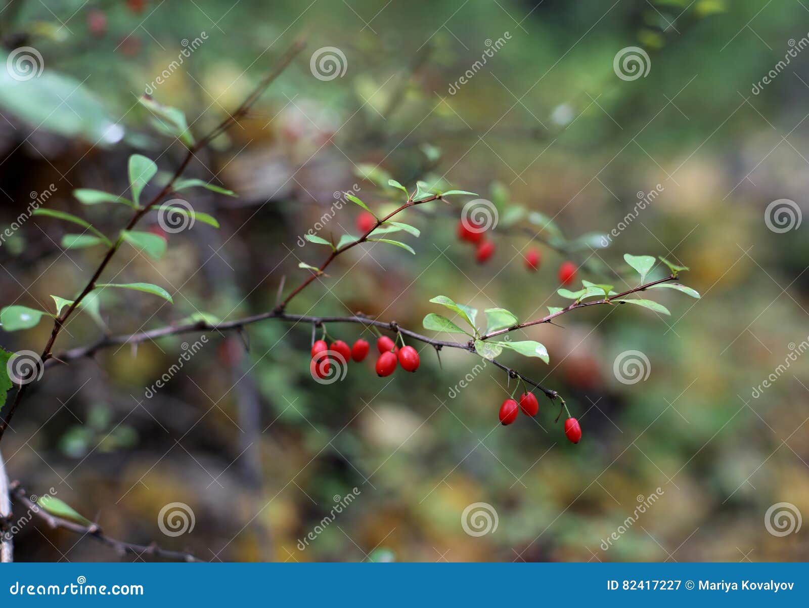 Little red berries stock image. Image of little, field - 82417227