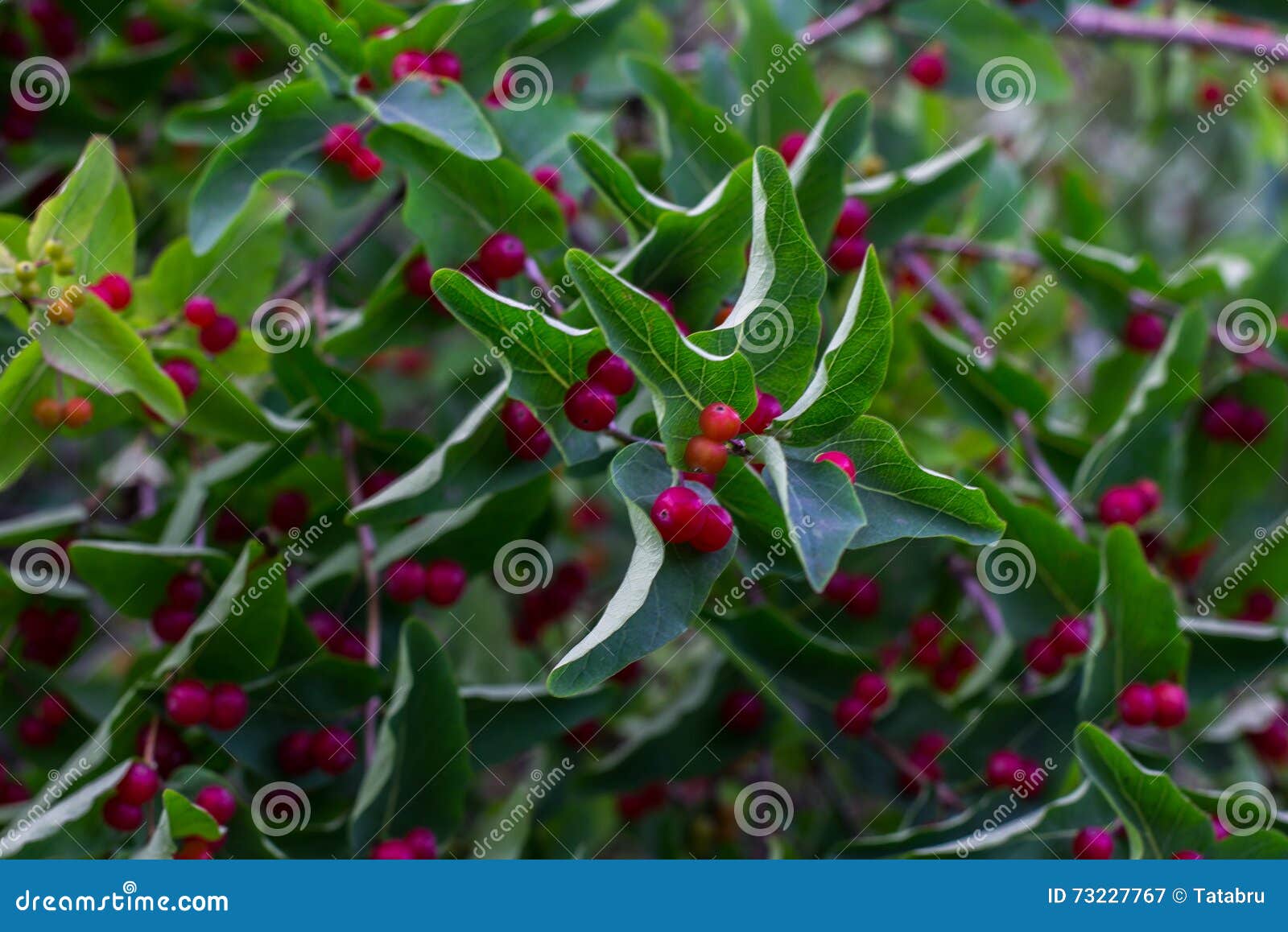 Little Red Berry on the Shrub Stock Image - Image of shrub, small: 73227767