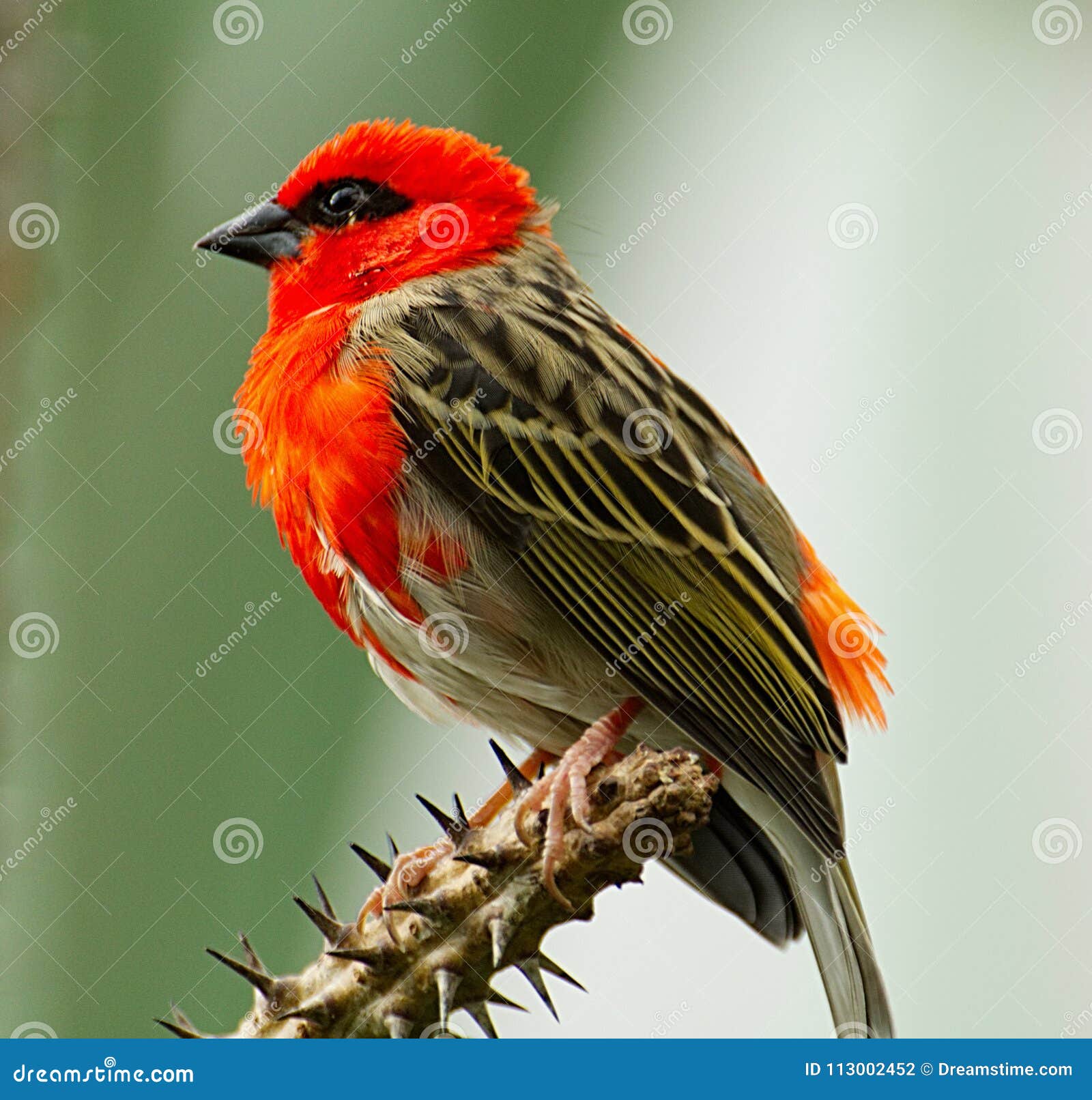 Little red Bird stock photo. Image of train, sunlight - 113002452