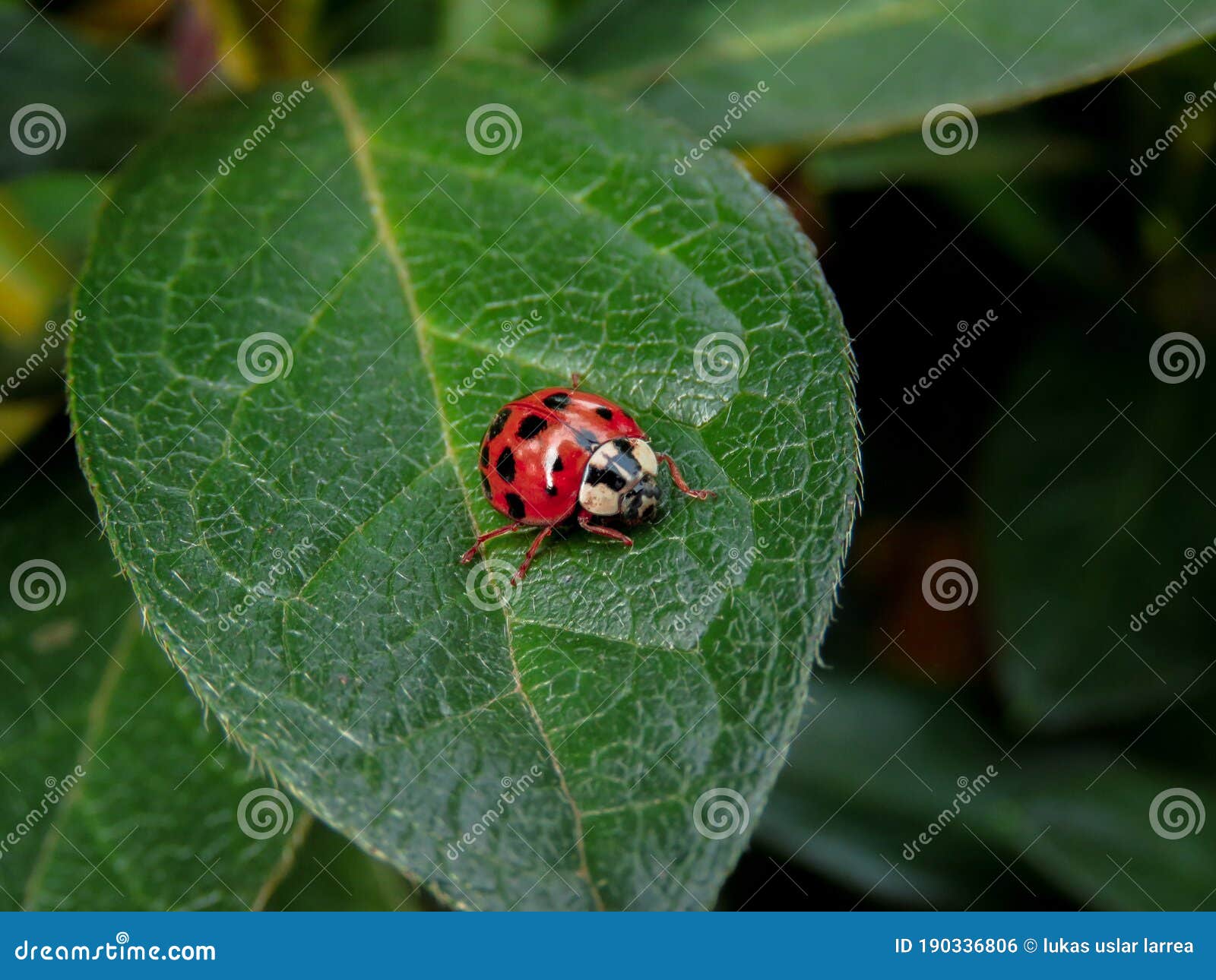 A Little Red and Black Ladybug on a Green Plant Stock Photo - Image of ...