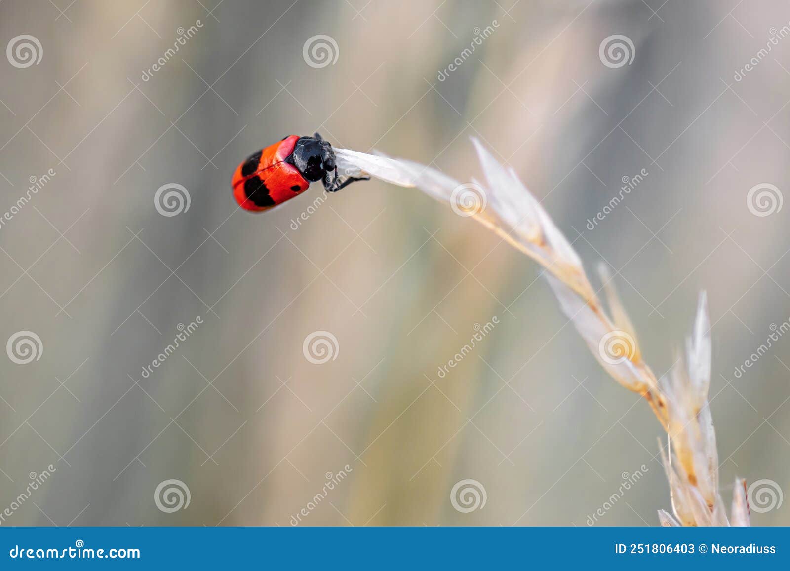 Little Red Bug on a Blade of Grass Stock Image - Image of macro ...