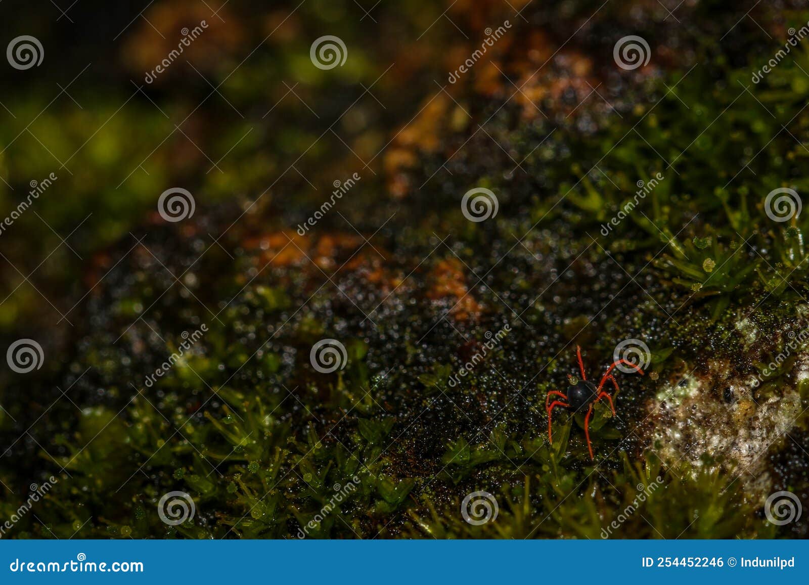 Little Red Bug in Forest of Ferns Stock Photo - Image of ferns, forest ...