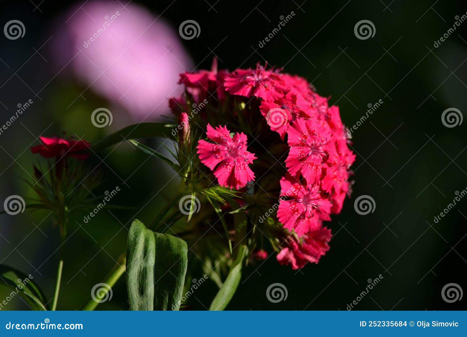 Little Red Carnations on the Terrace Stock Photo - Image of color ...
