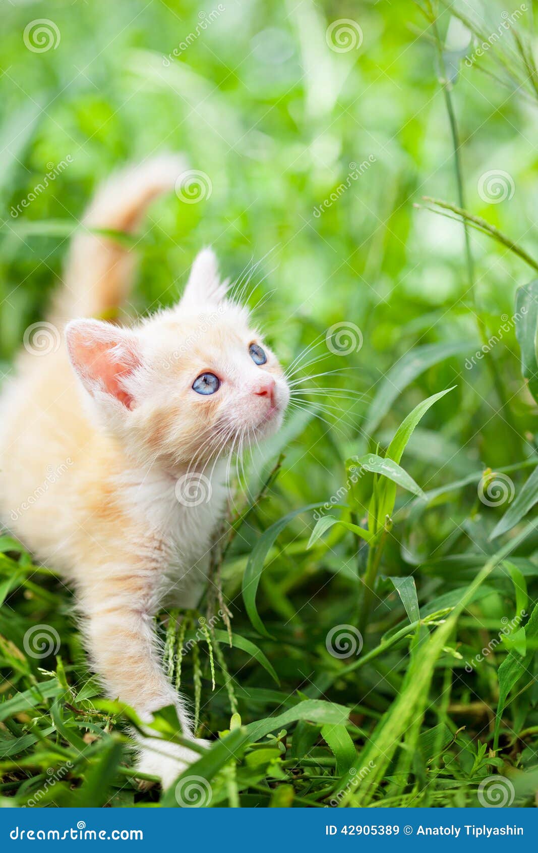 Little red cat stock image. Image of small, cute, field - 42905389