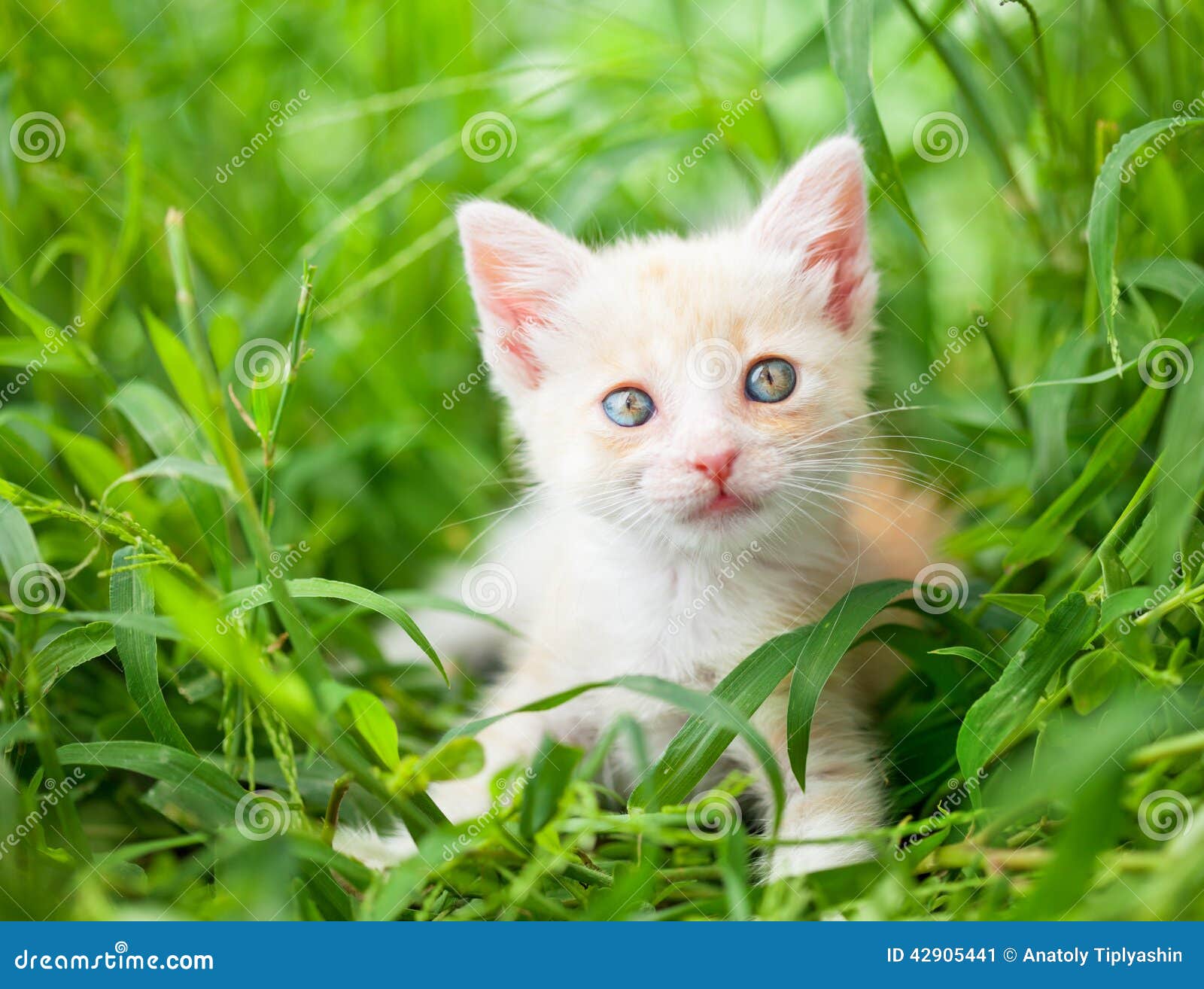 Little red cat stock image. Image of beautiful, spring - 42905441