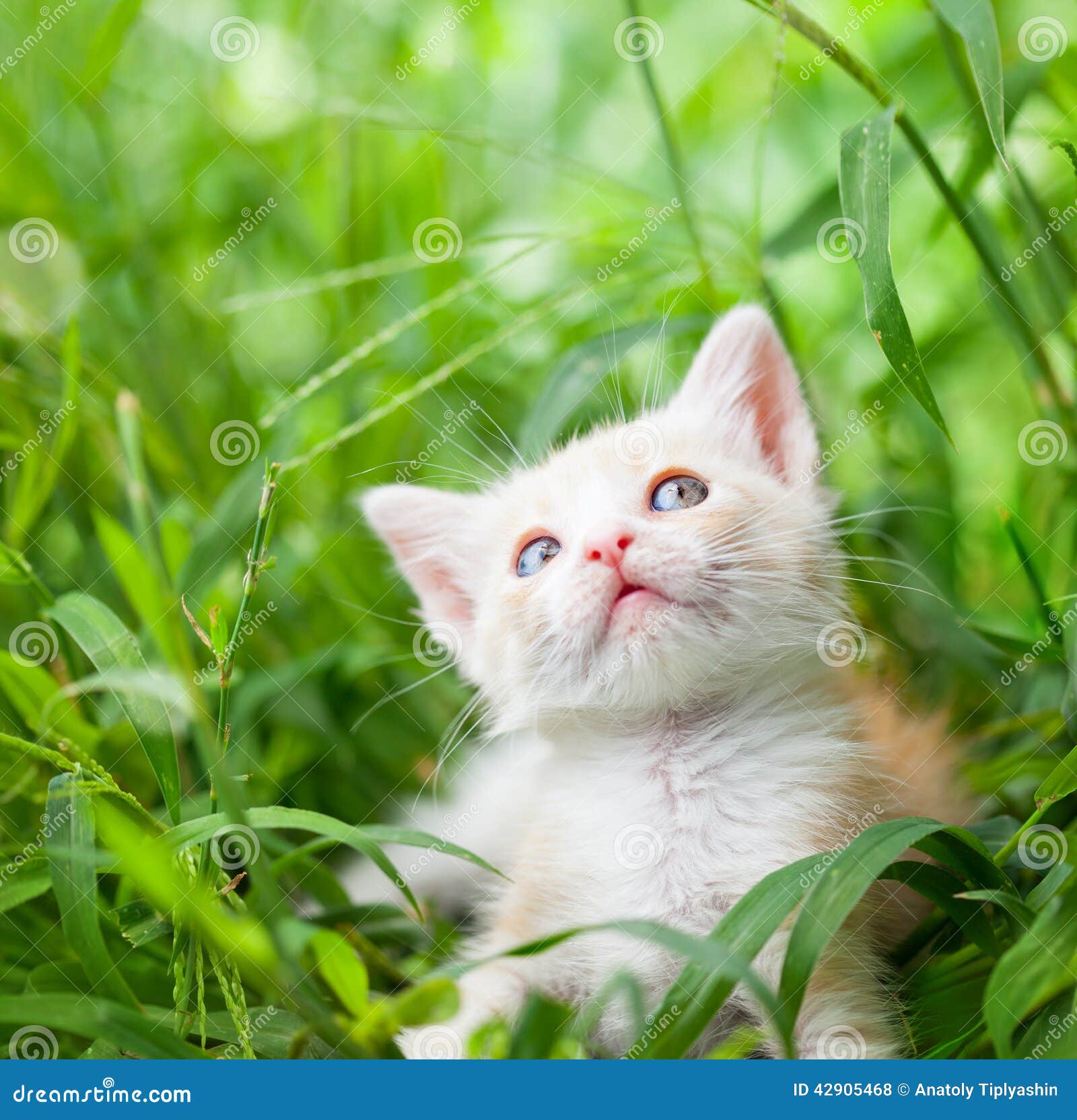 Little red cat stock photo. Image of lovely, spring, little - 42905468