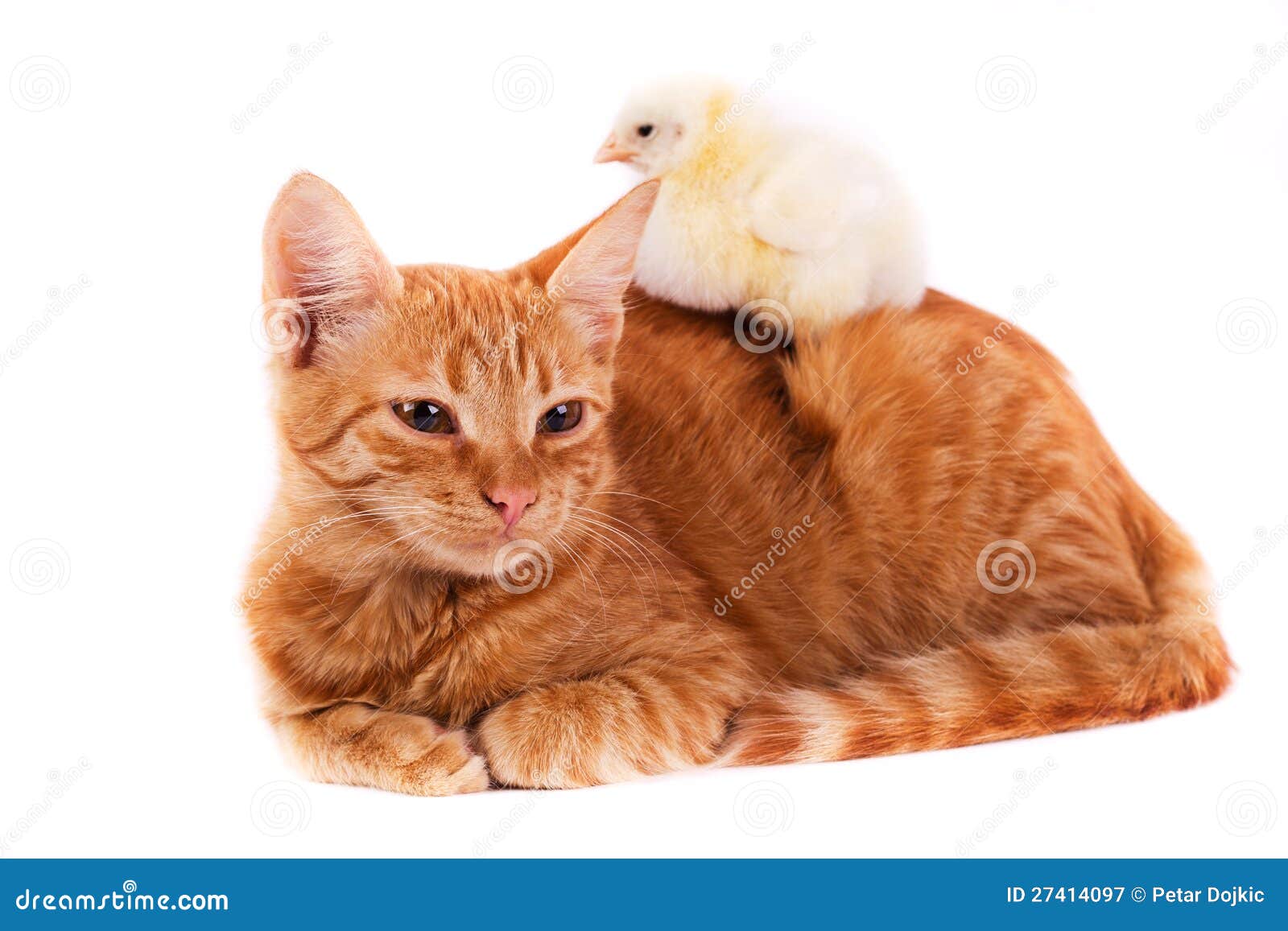 Little Red Cat and Little Chick Stock Image - Image of mammal, yellow ...
