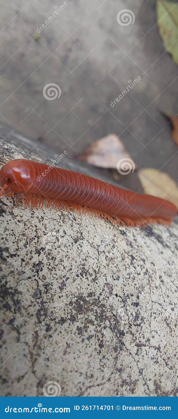 Little red centipede stock image. Image of wildlife - 261714701