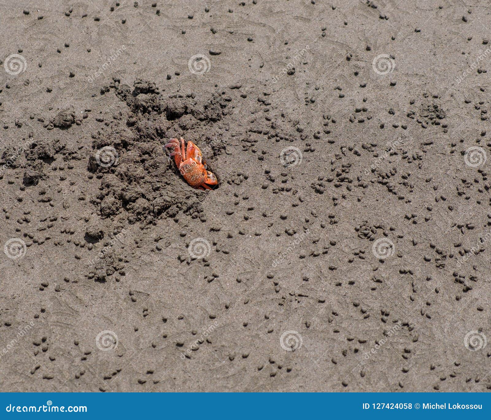 Red Crab Digging a Hole in the Sand Stock Photo - Image of ocean, water ...