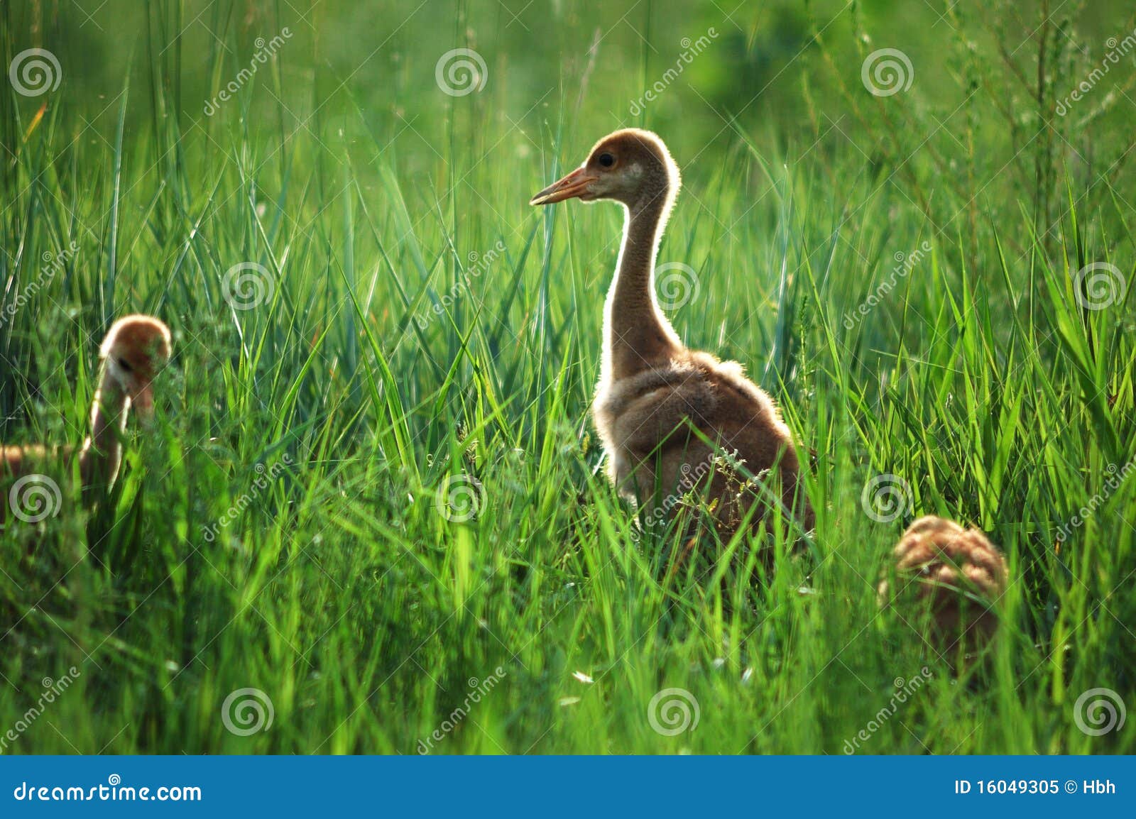 Little Red-crowned Crane stock image. Image of white - 16049305