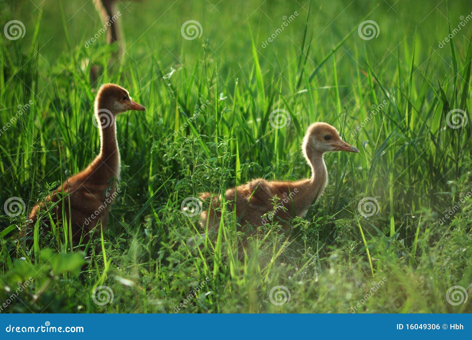 Little Red-crowned Crane stock photo. Image of feather - 16049306